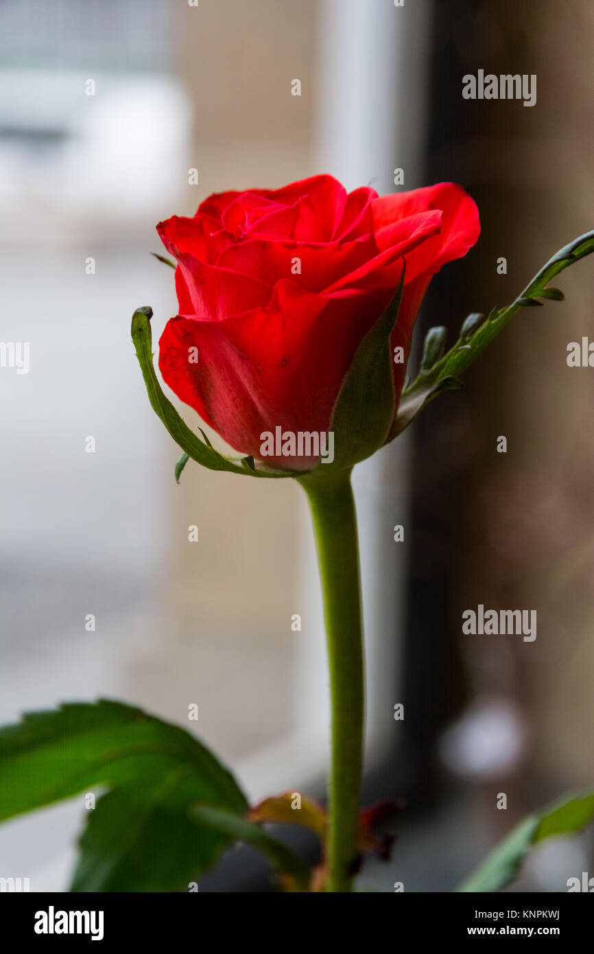 Single Small Rose Closeup Bud Petals Leaves Green Stem Standing Cafe ...
