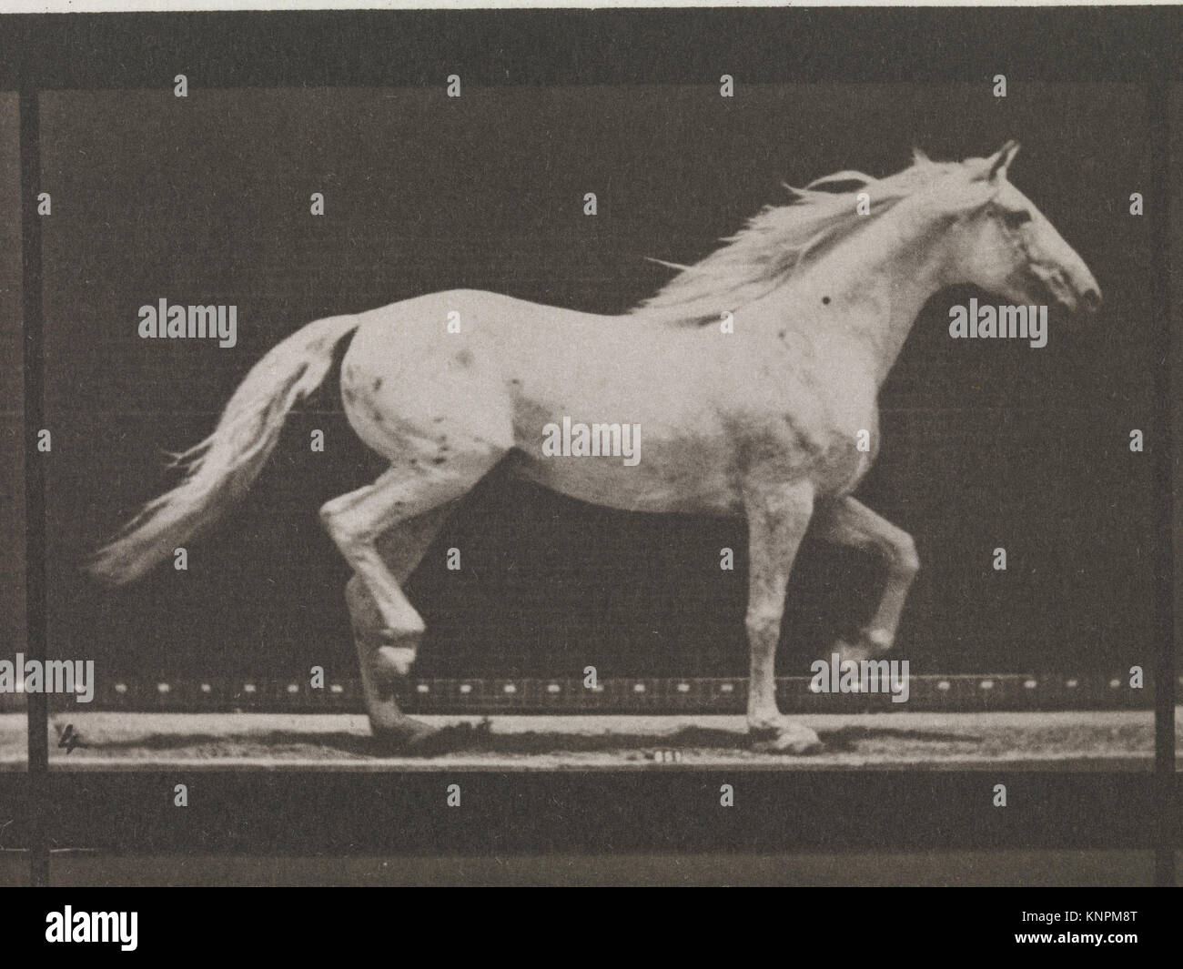 This volume documents horses in sequential phases of movement ...