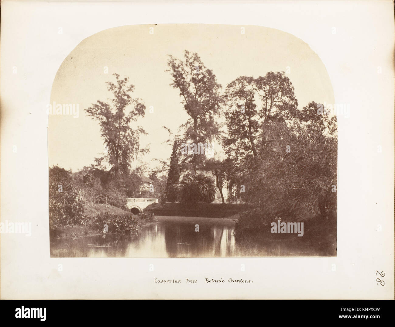 This view of Casuarina trees in the Botanic Gardens, Calcutta, captures ...