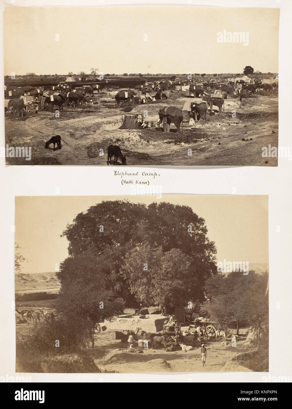 A stereograph depicting elephants and their handlers at Hatti Kana camp ...