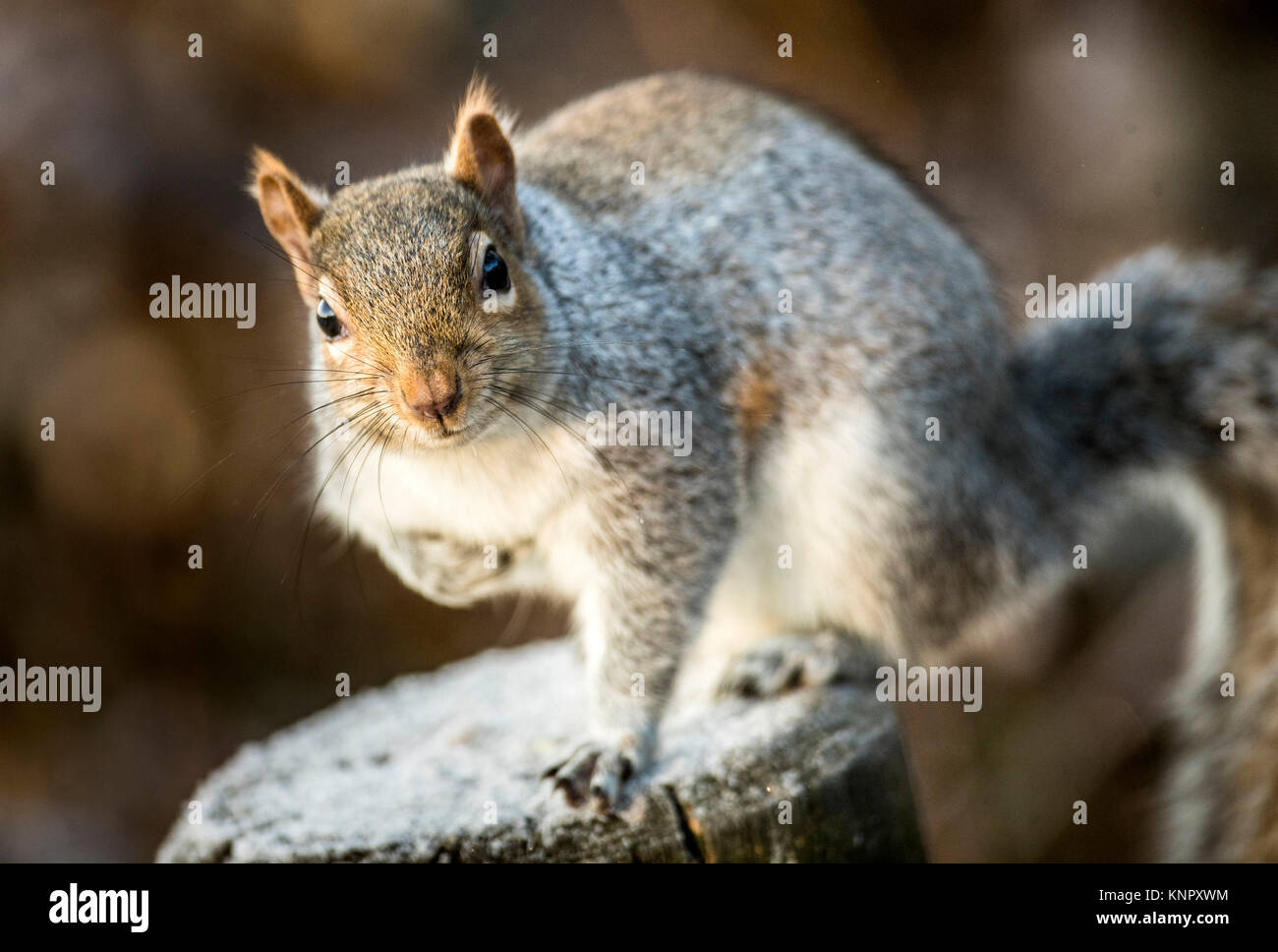 A squirrel on a frost covered post at Fairburn Ings RSPB Nature Reserve ...