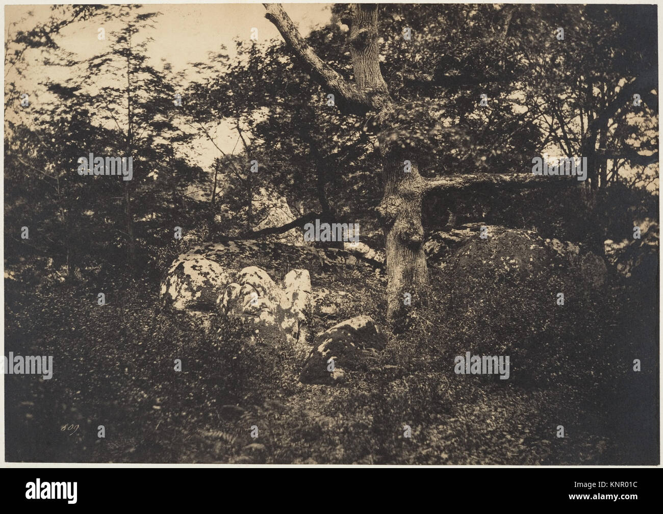 Oak tree among rocks at Fontainebleau, displaying natural landscape ...