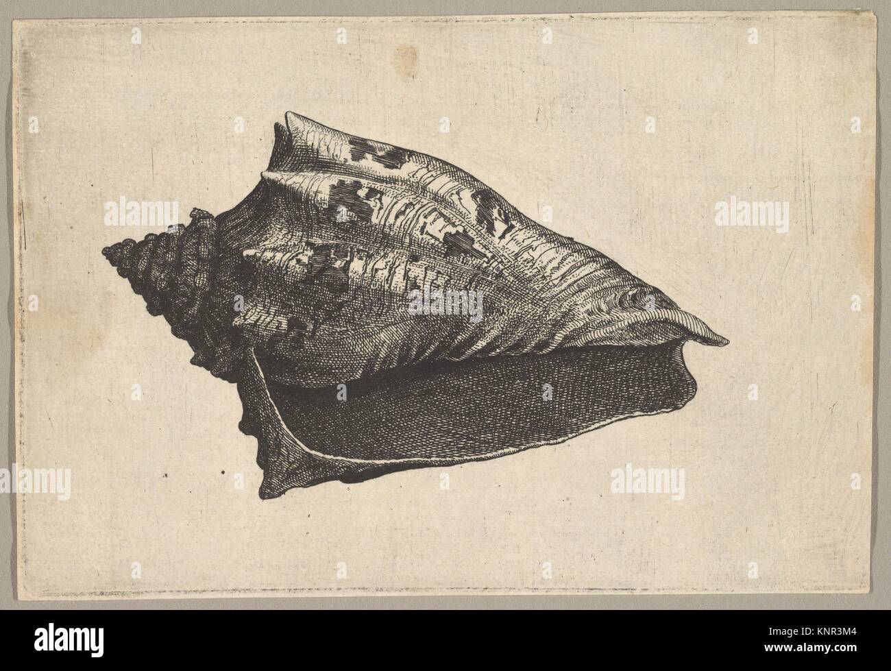 Voluta ebraea l hi-res stock photography and images - Alamy