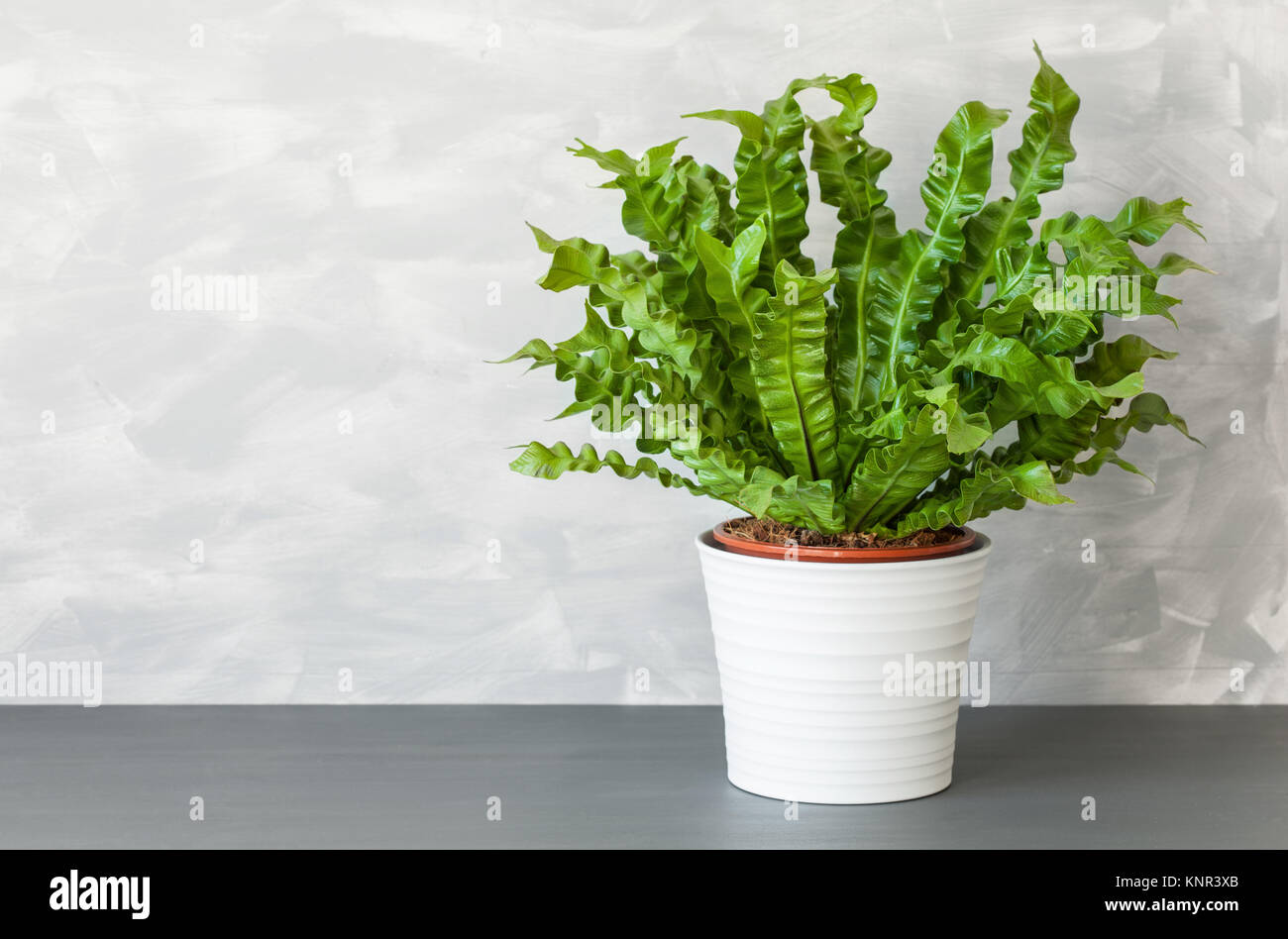 houseplant Asplenium nidus in white pot Stock Photo - Alamy