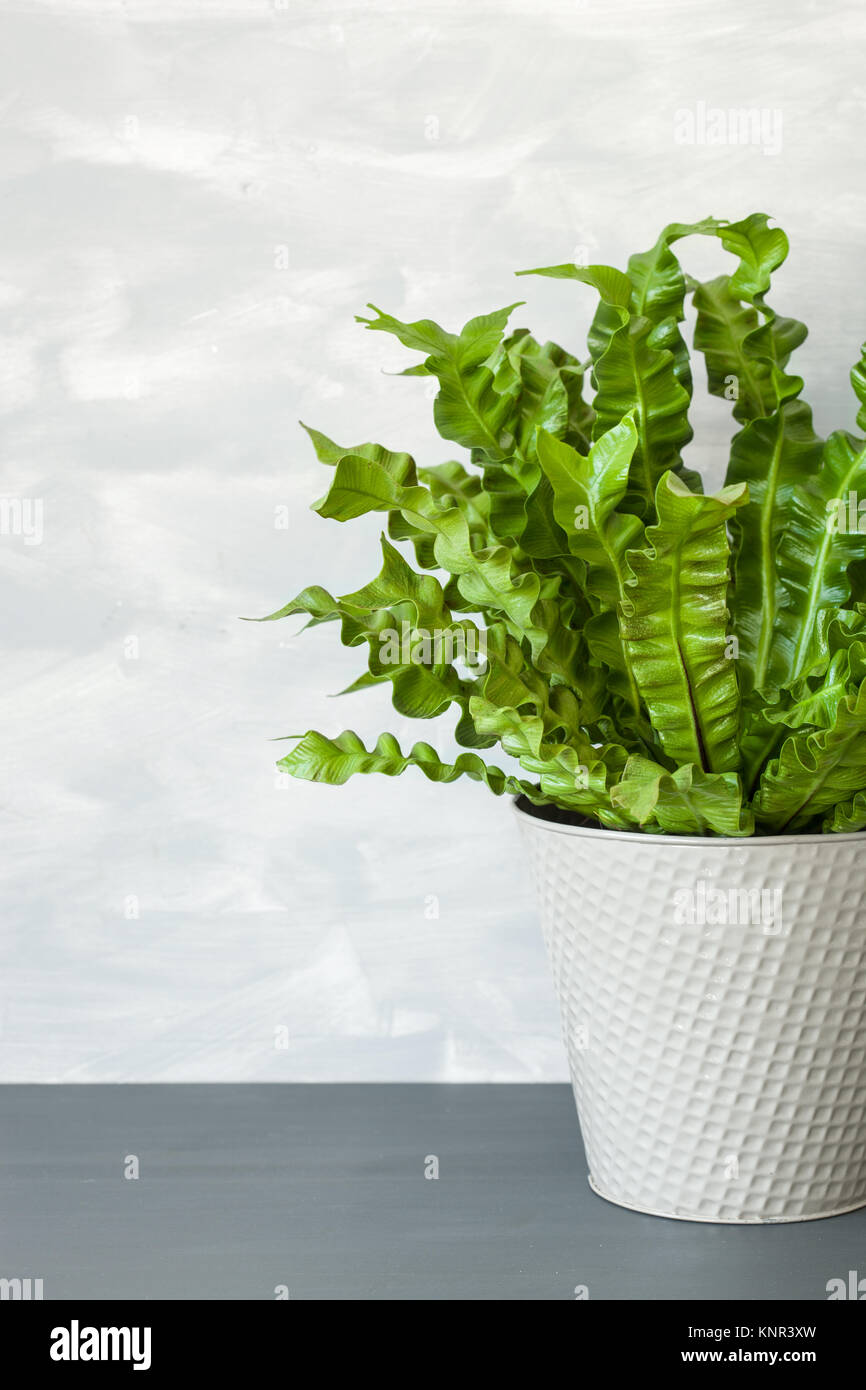 houseplant Asplenium nidus in white pot Stock Photo - Alamy