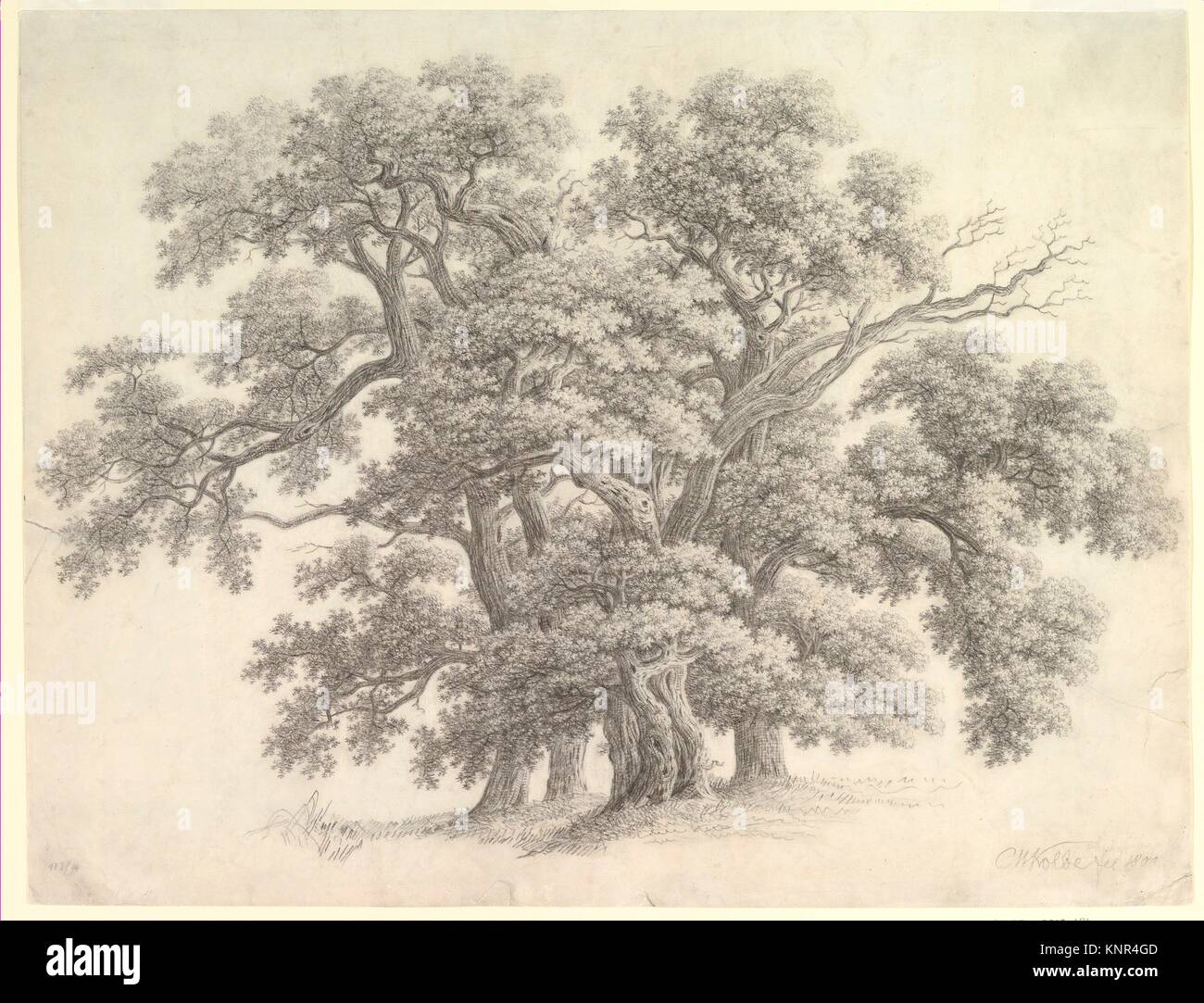 Oak tree line drawing hi-res stock photography and images - Alamy