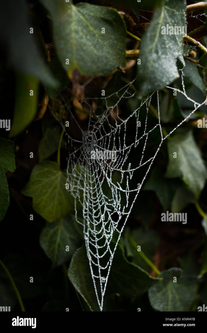 Spider web hidden in the bushes Stock Photo - Alamy