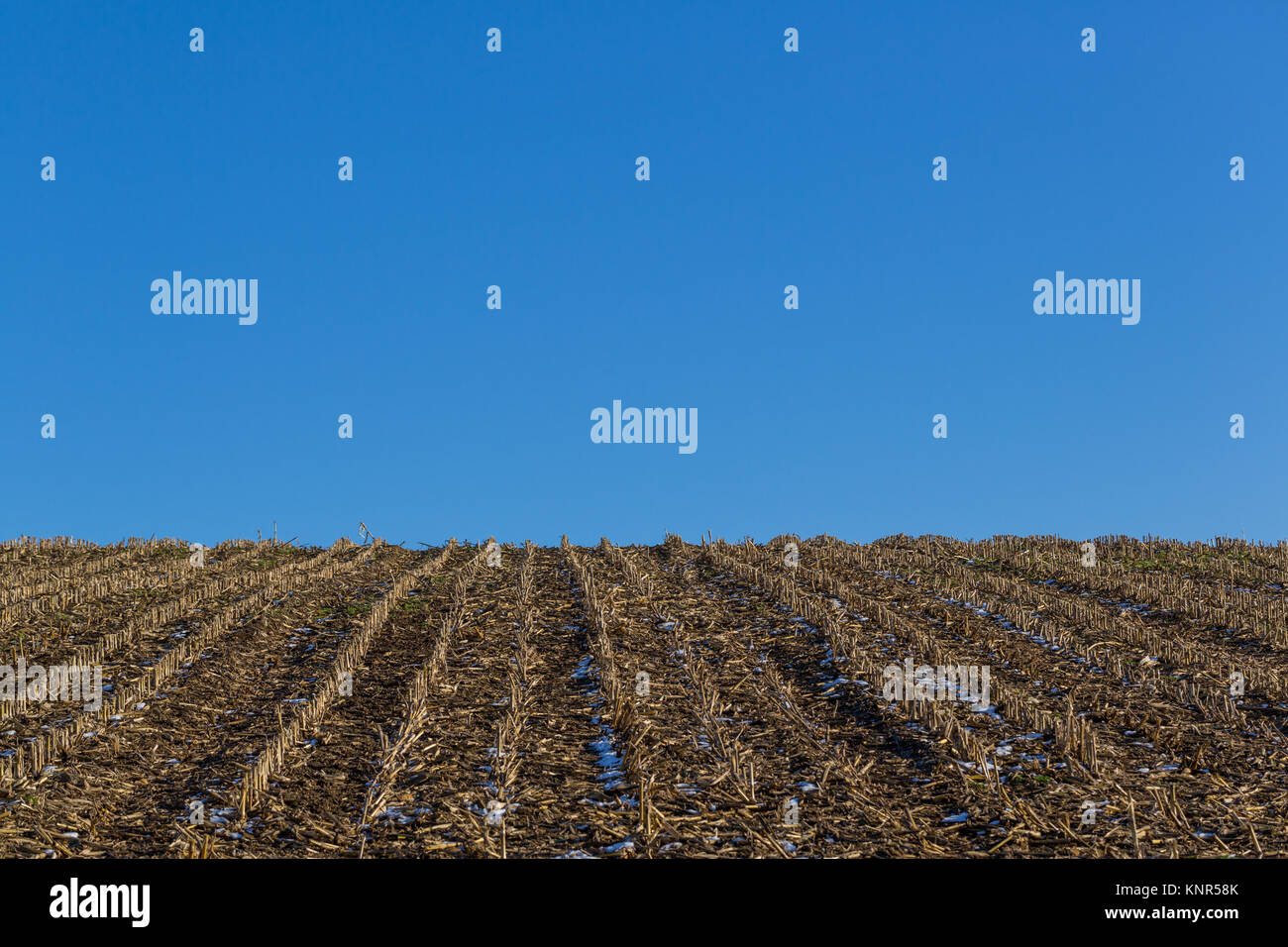 natural corn field in winter, stubbles in row, blue sky, snow Stock ...