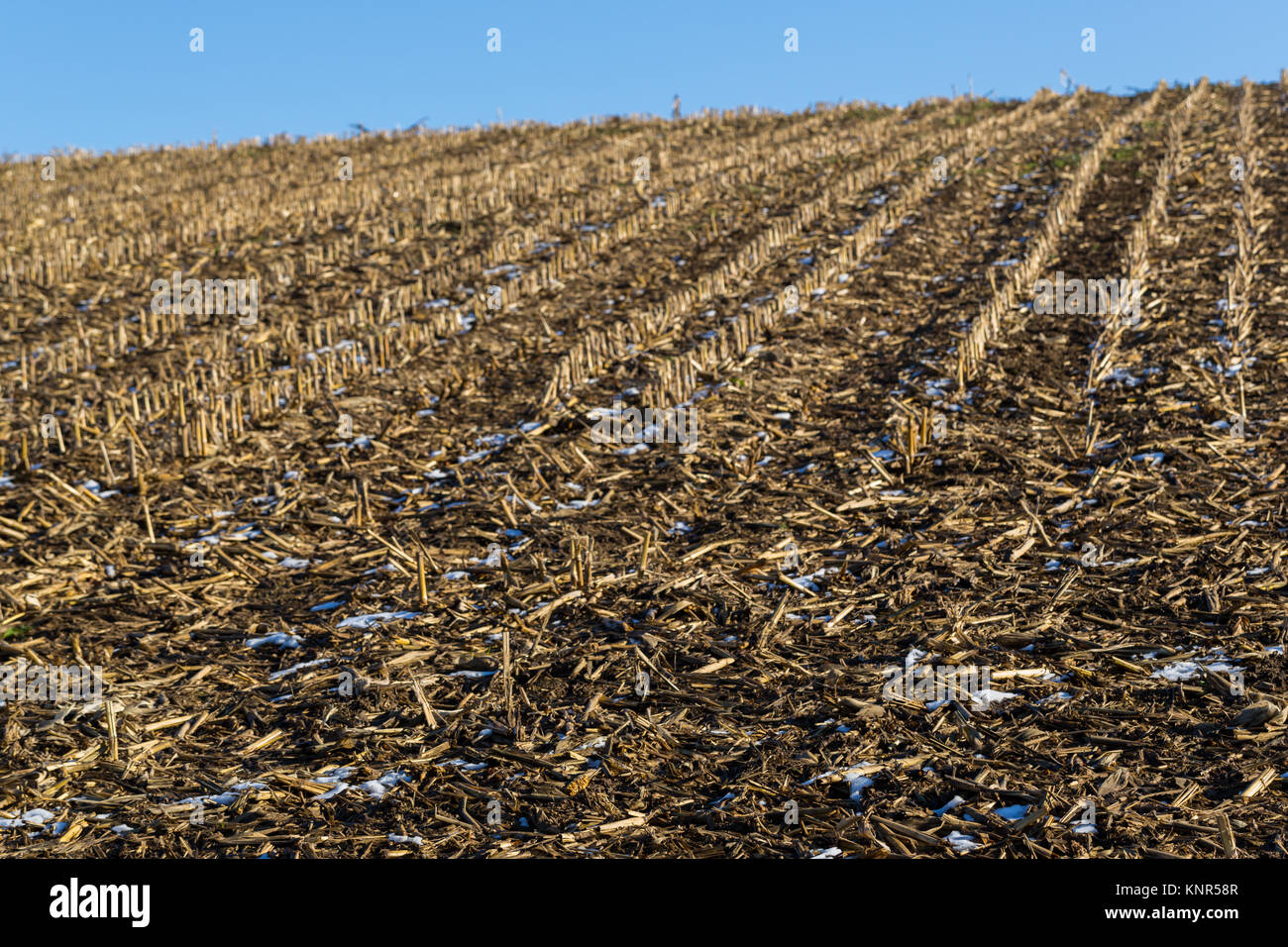 natural corn field in winter, stubbles in row, blue sky, snow Stock ...