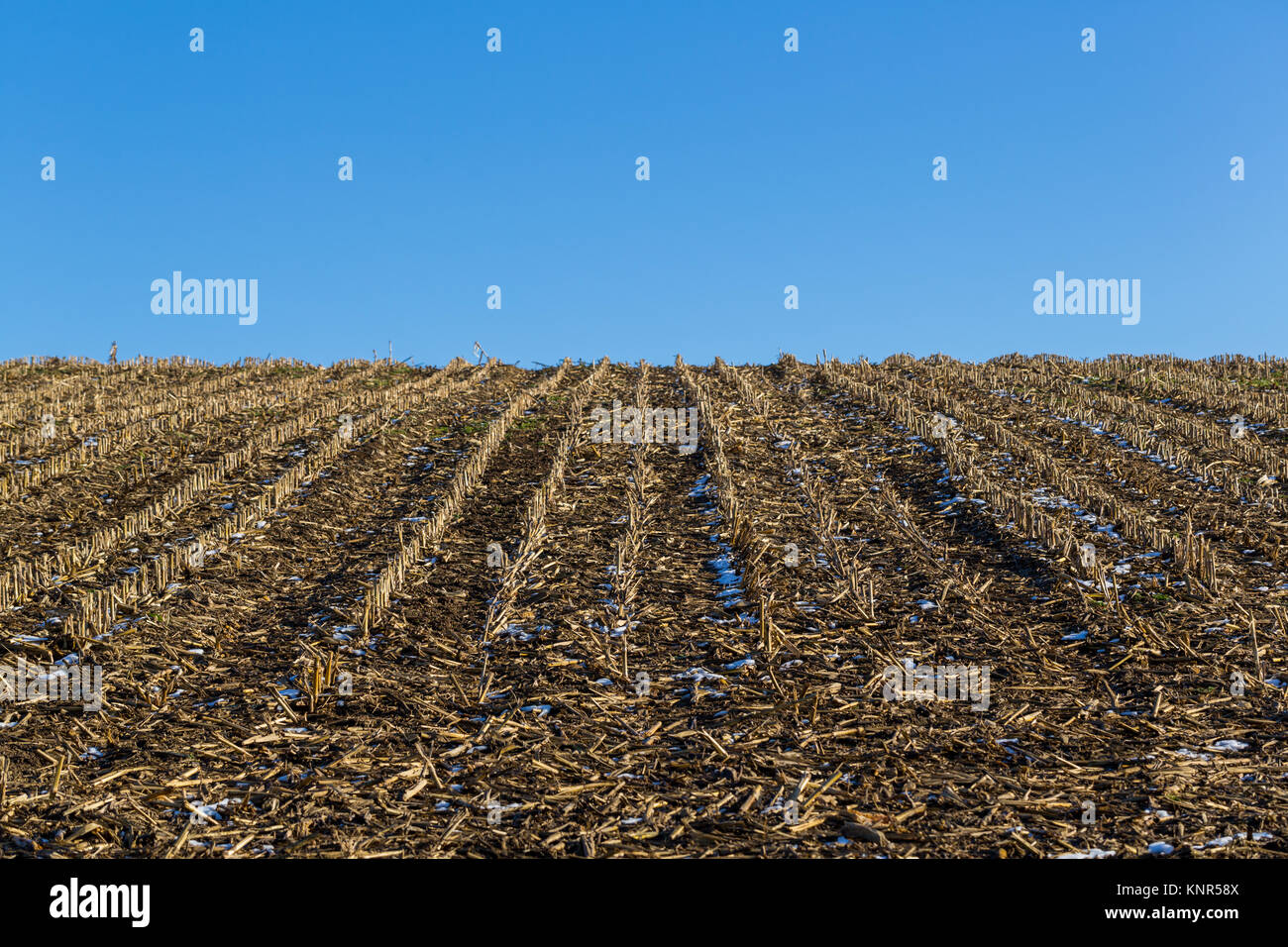 natural corn field in winter, stubbles in row, blue sky, snow Stock ...