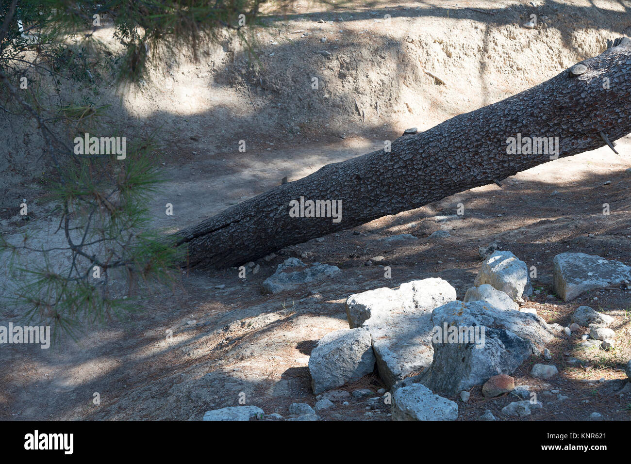 Branches dry uprooted fallen tree hi-res stock photography and images ...