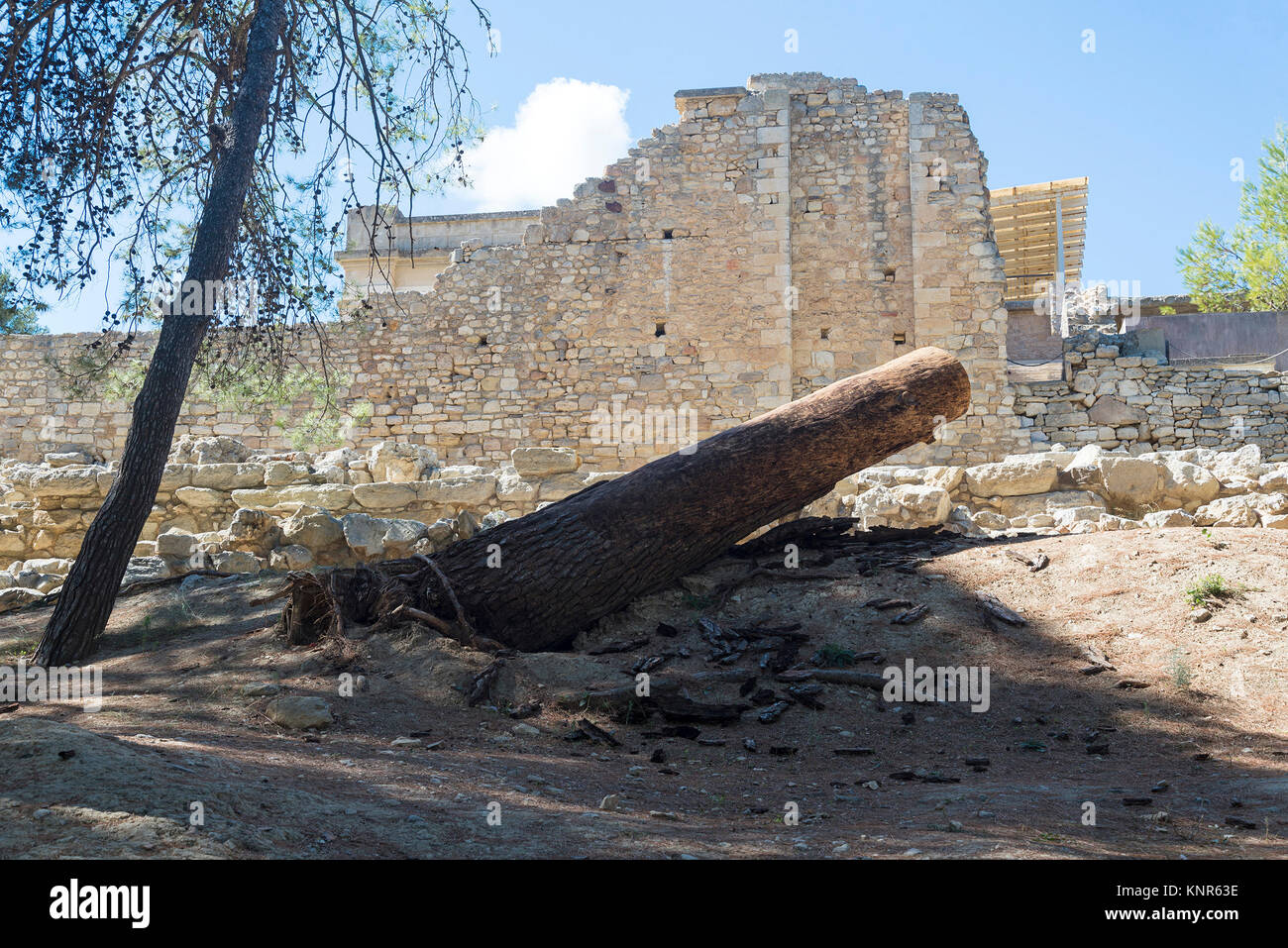 Branches dry uprooted fallen tree hi-res stock photography and images ...