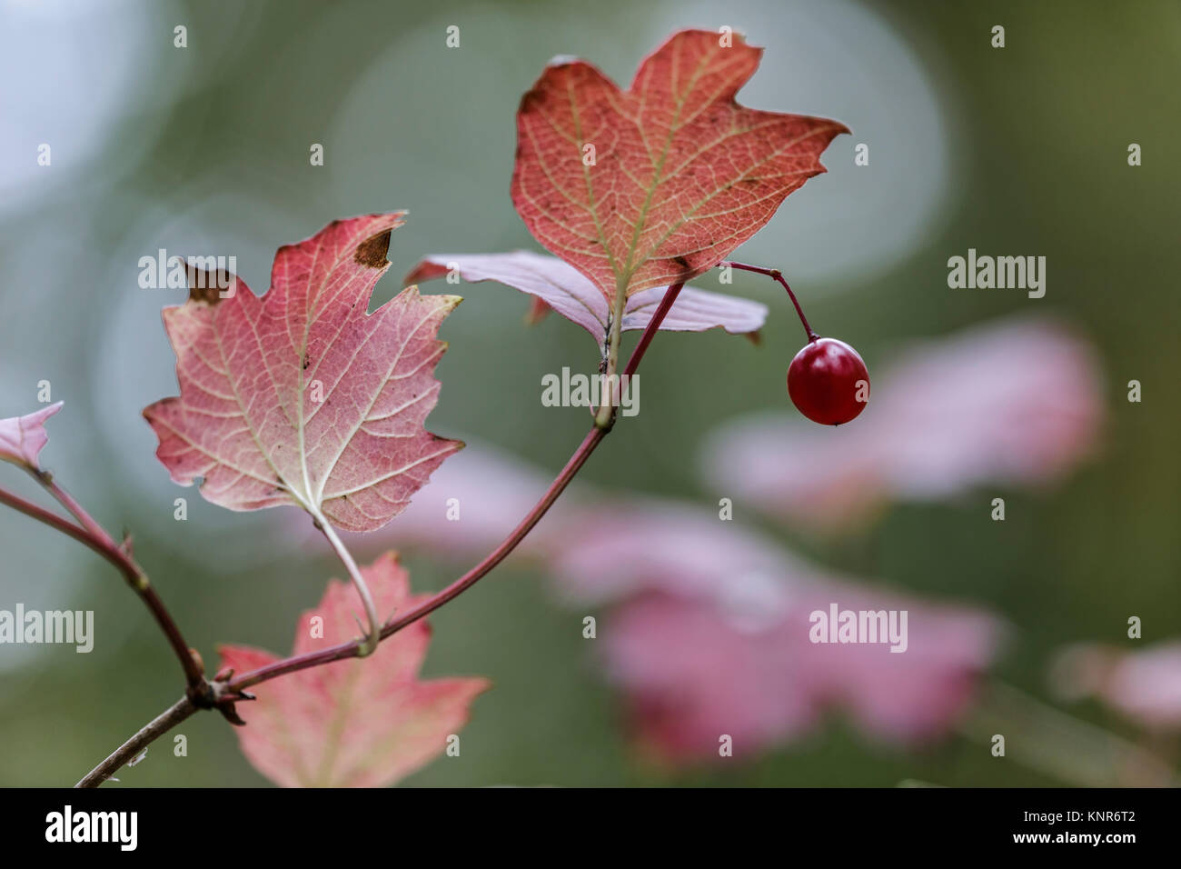 Winter berries - close up of a single red berry on a tree with a green ...