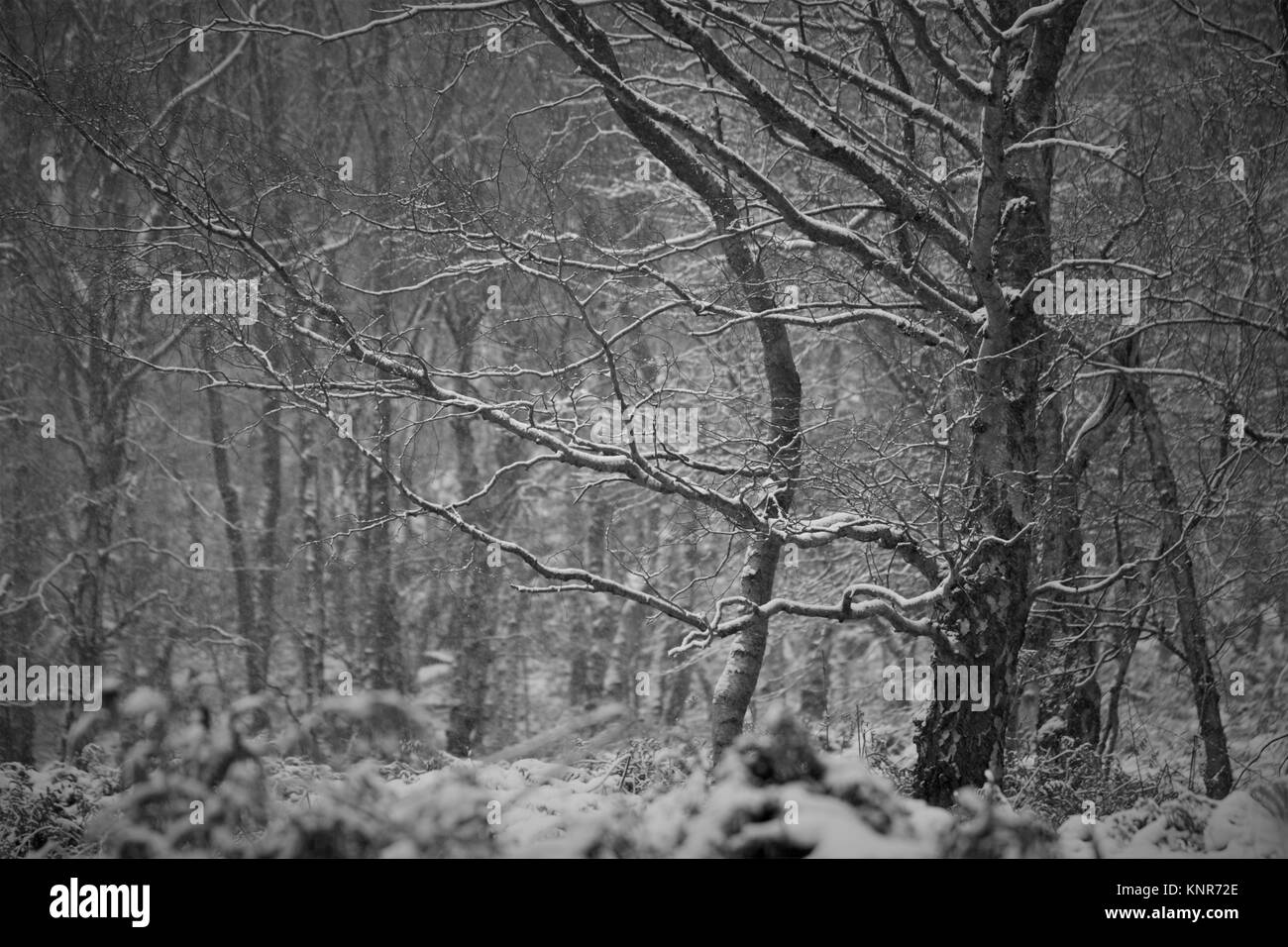 Trees in forest clearing Black and White Stock Photos & Images - Alamy