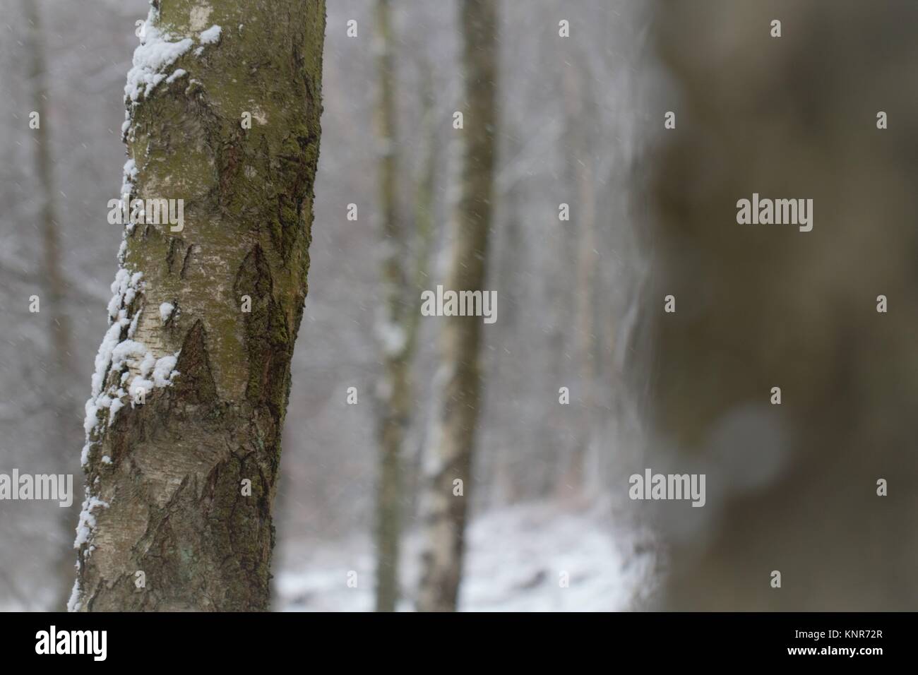 Snow-covered tree trunks in a forest Stock Photo - Alamy