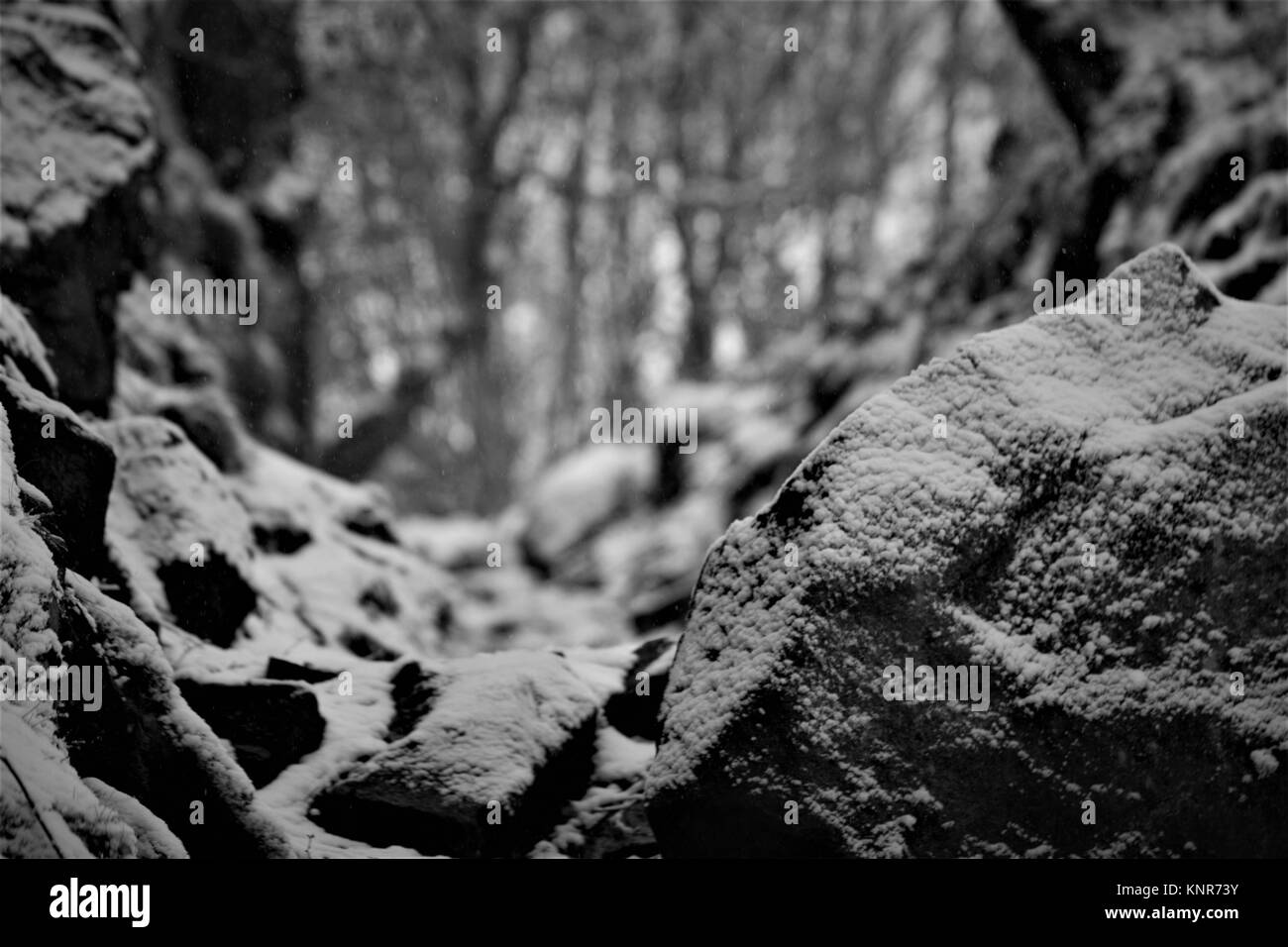 Snow-covered rocks and tree roots at the crest of an ascending forest ...