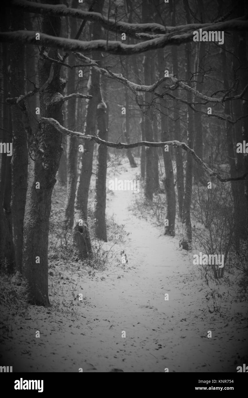 a winding, snow-covered forest trail Stock Photo - Alamy