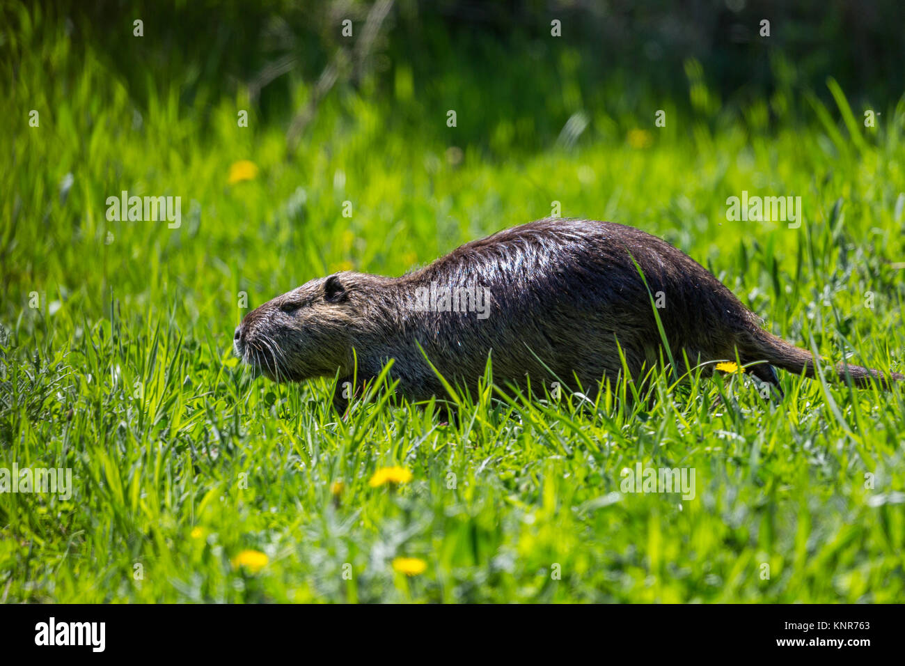 one natural nutria coypu (myocastor coypus) in green meadow Stock Photo ...