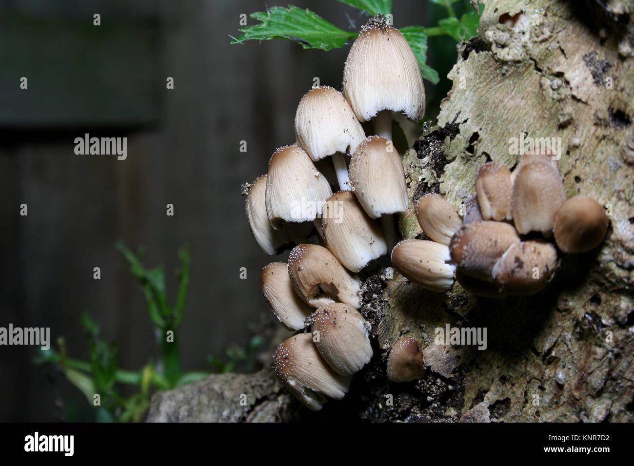 Wild Mushroom Fungi Stock Photo - Alamy