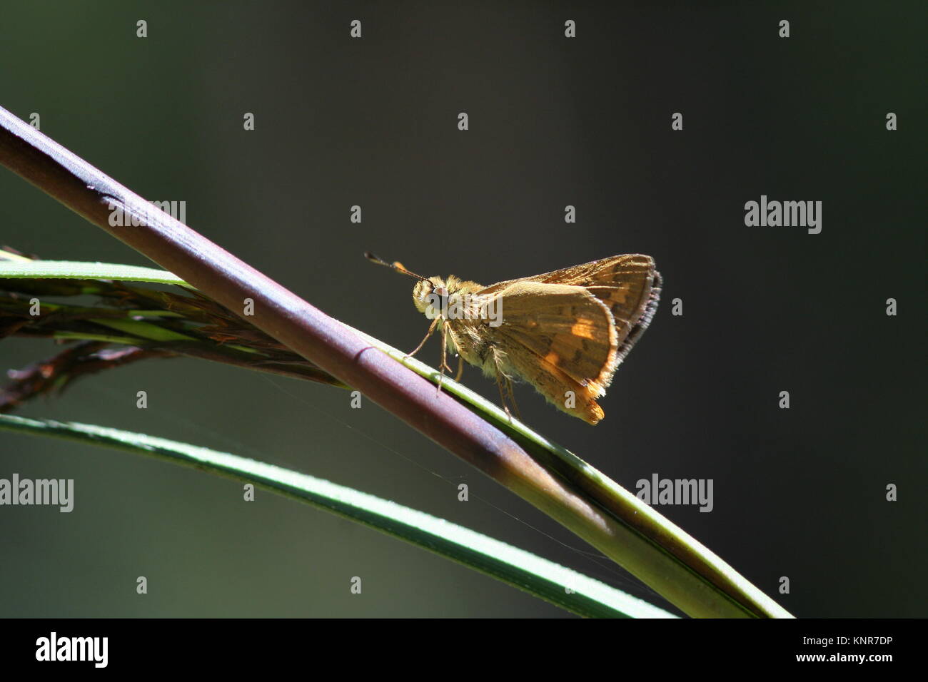 Skipper Butterfly 'Hesperiidae' Stock Photo - Alamy