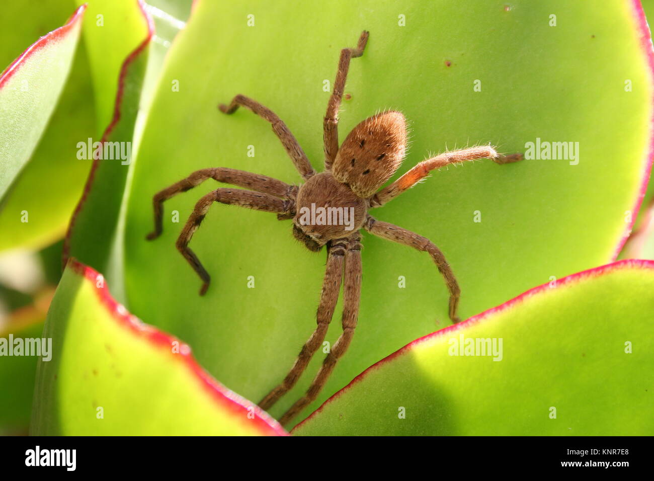 Brown Huntsman Spider Australia Stock Photo - Alamy