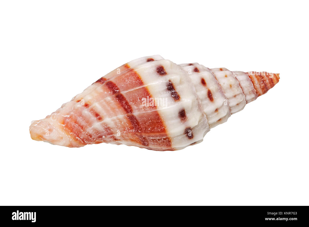 Sea shell isolated on a white background Stock Photo - Alamy