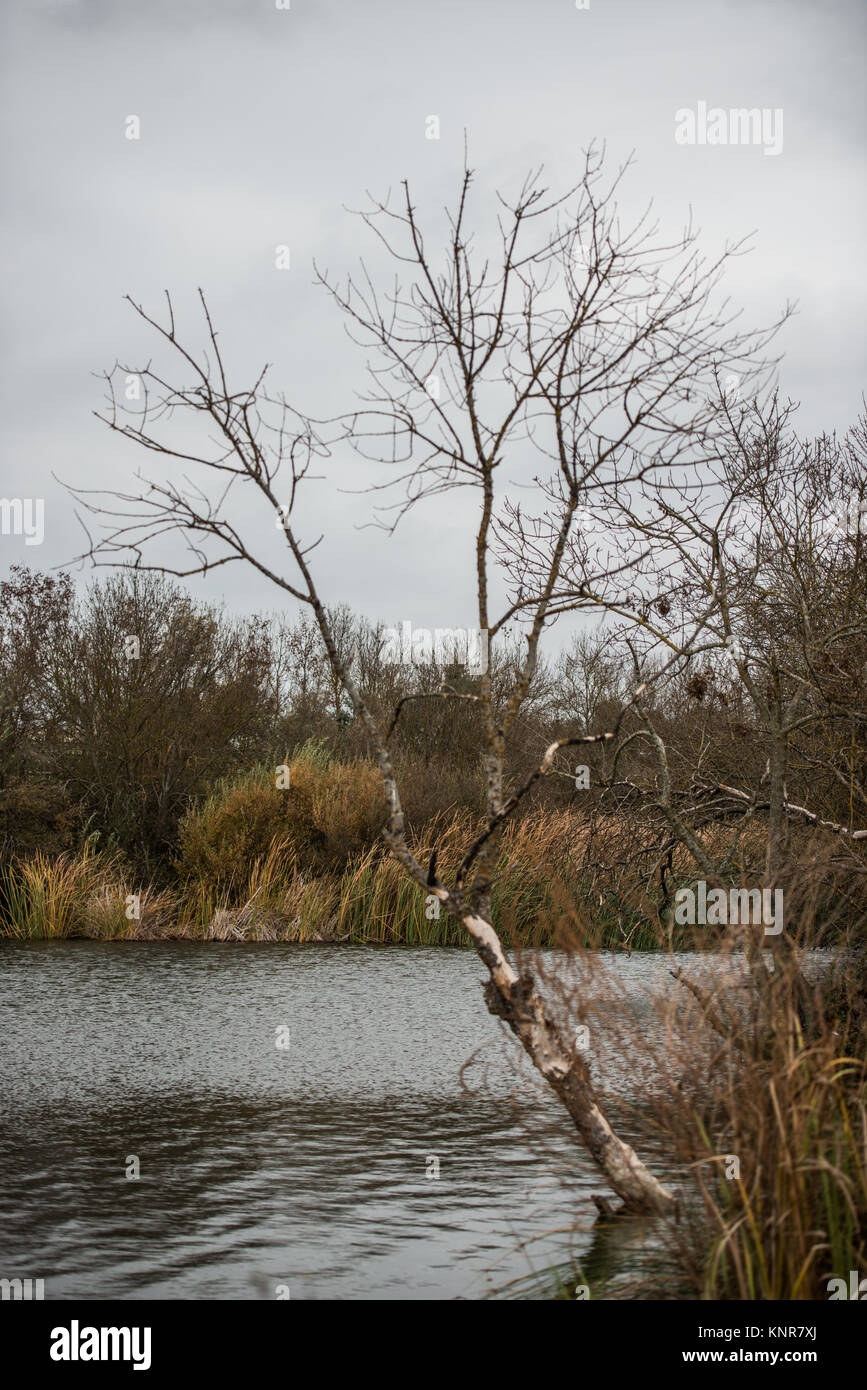 A leafless tree grows inside the water of the Aljucén River in Mérida ...