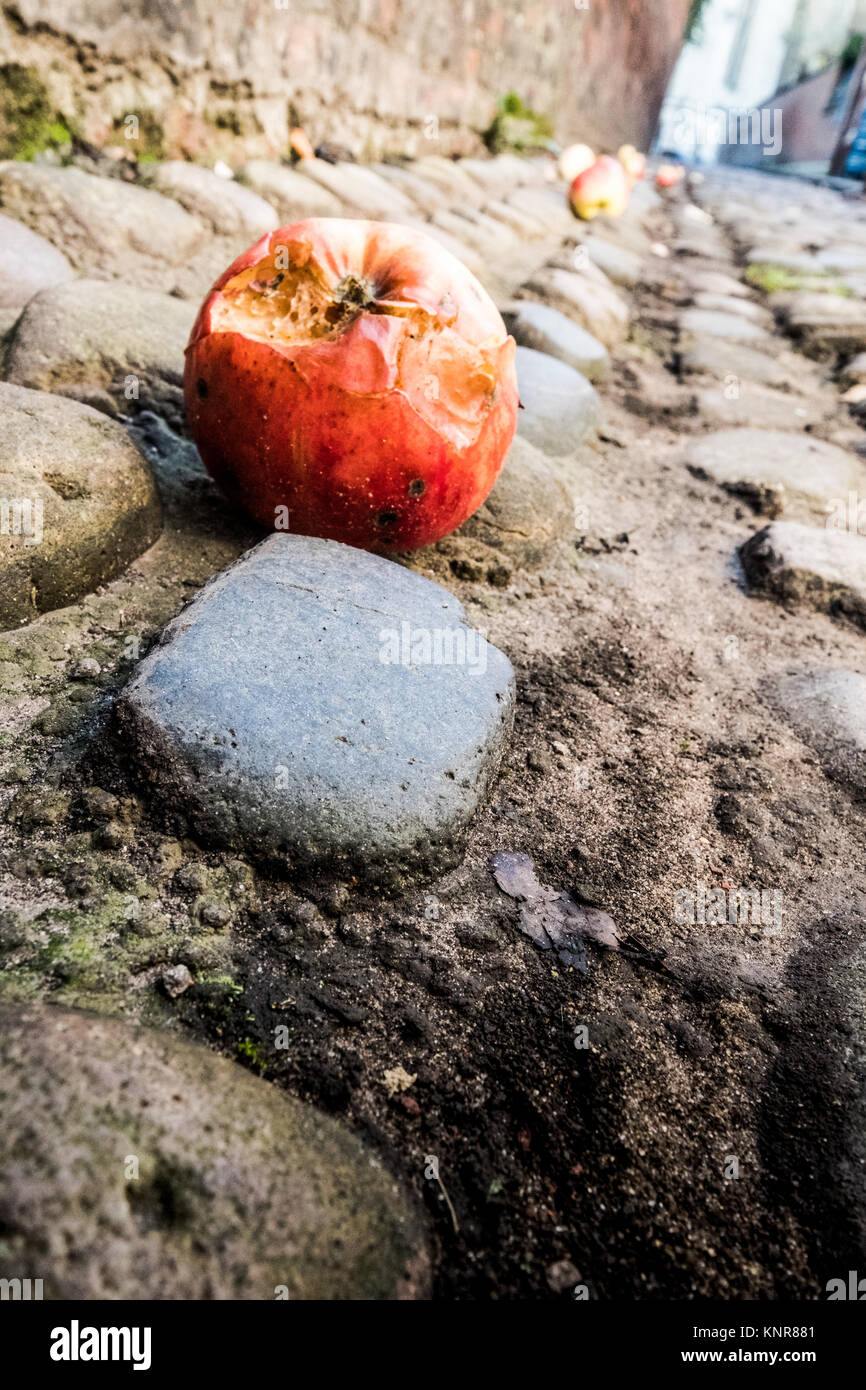 Rotten windfall apples on the cobbled streets around York Minster, York ...