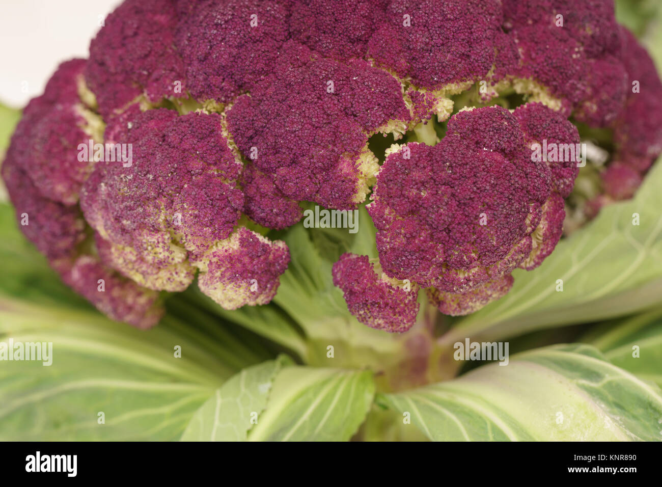 Pink Broccoli Vegan close-up Stock Photo - Alamy