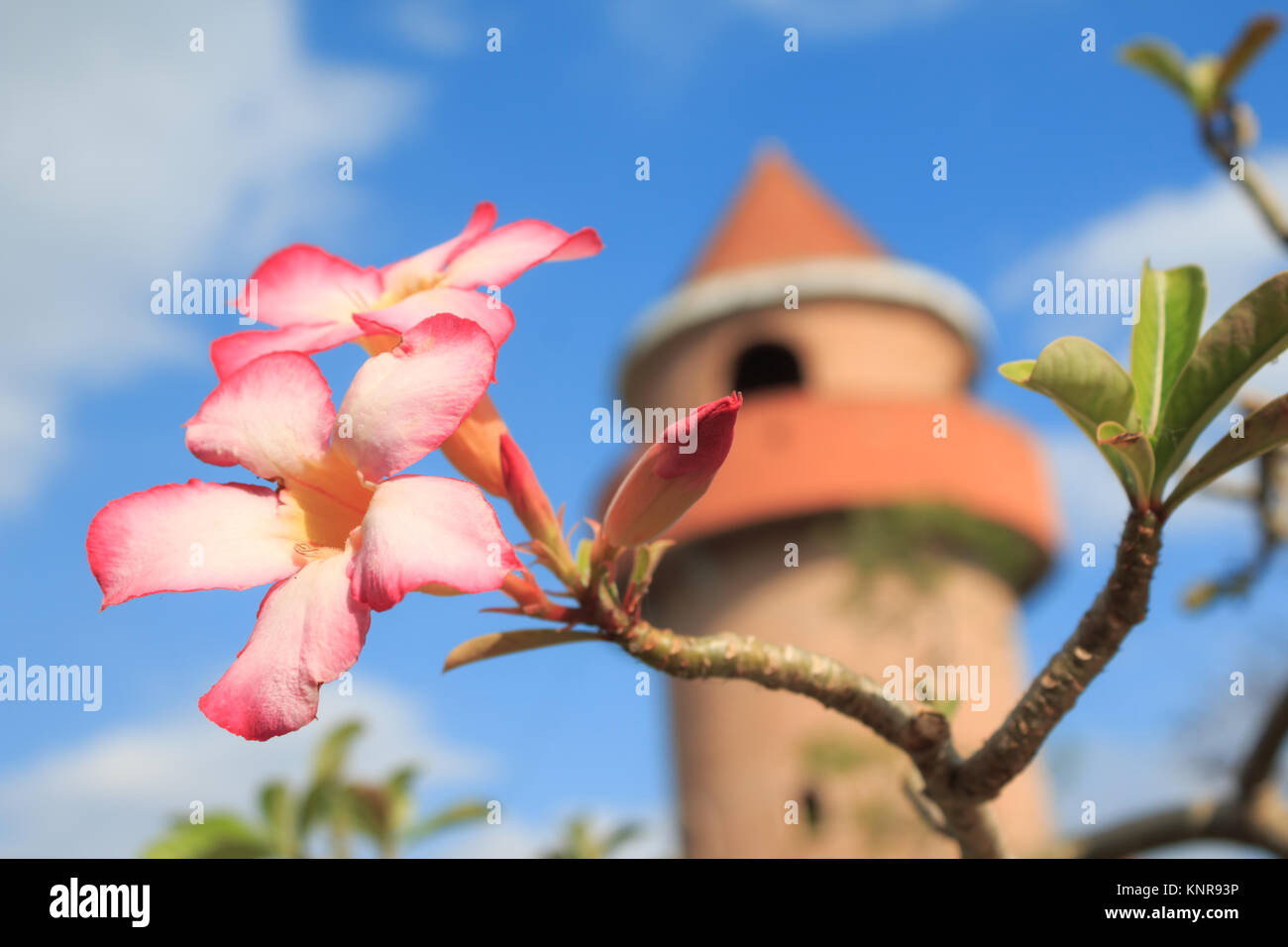 Azalea flowers over tower blue sky and cloud background shallow depth ...