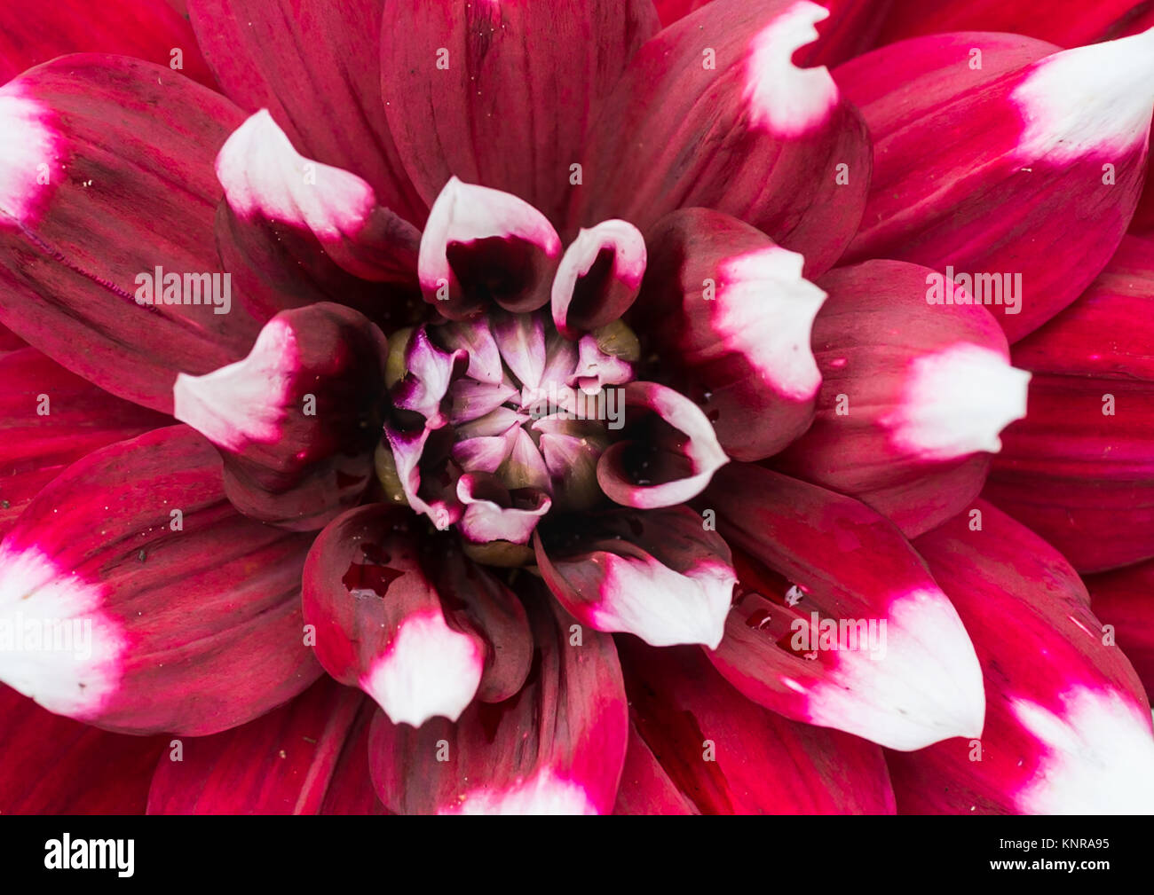 A macro shot of a dahlia duet bloom Stock Photo - Alamy