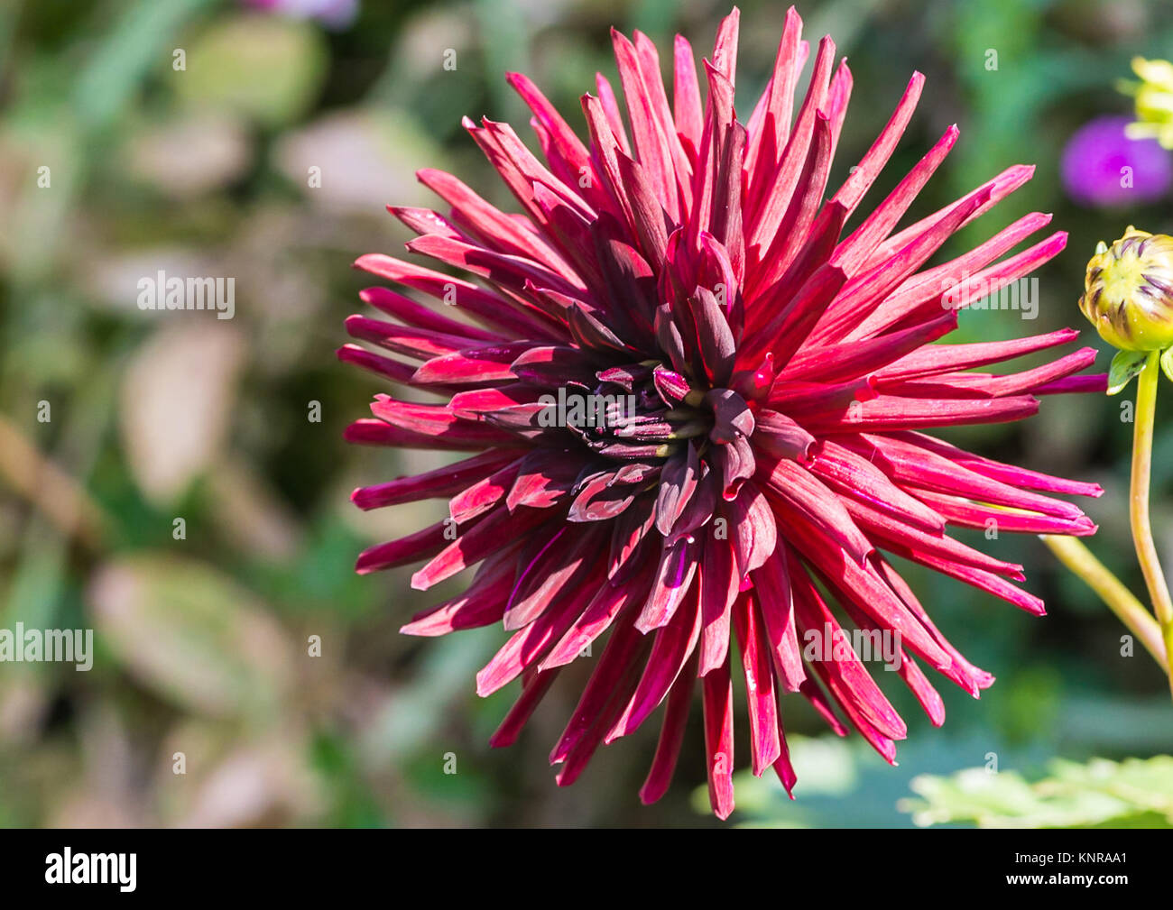 Maroon flower hi-res stock photography and images - Alamy