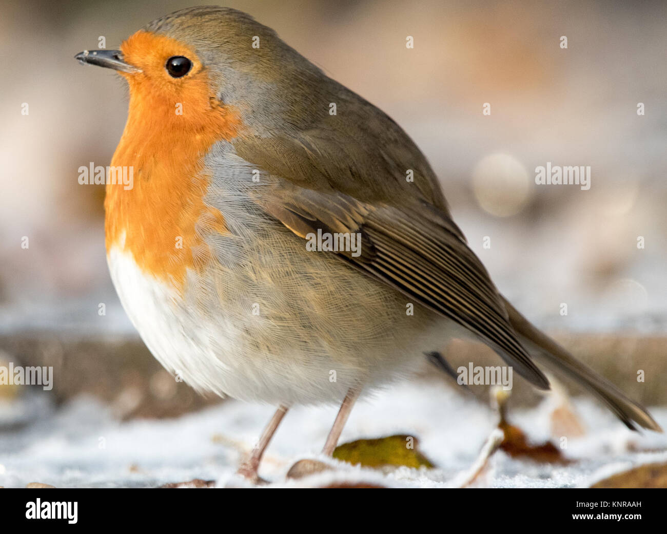 UK Robin in winter Stock Photo - Alamy
