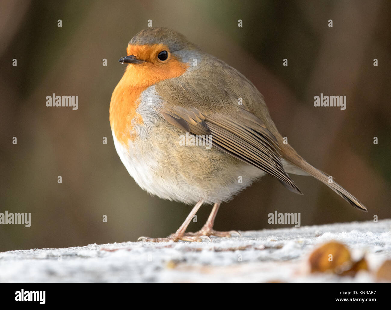 UK Robin in winter Stock Photo - Alamy