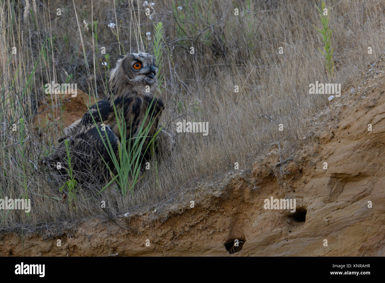 Eurasian Eagle Owl / Europaeischer Uhu ( Bubo bubo ), young bird ...