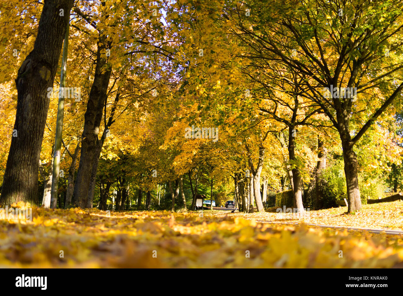 Summer season trees hi-res stock photography and images - Alamy