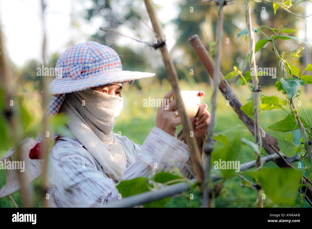 Farmer using mobile phone smartphone to shooting photo of plant in ...