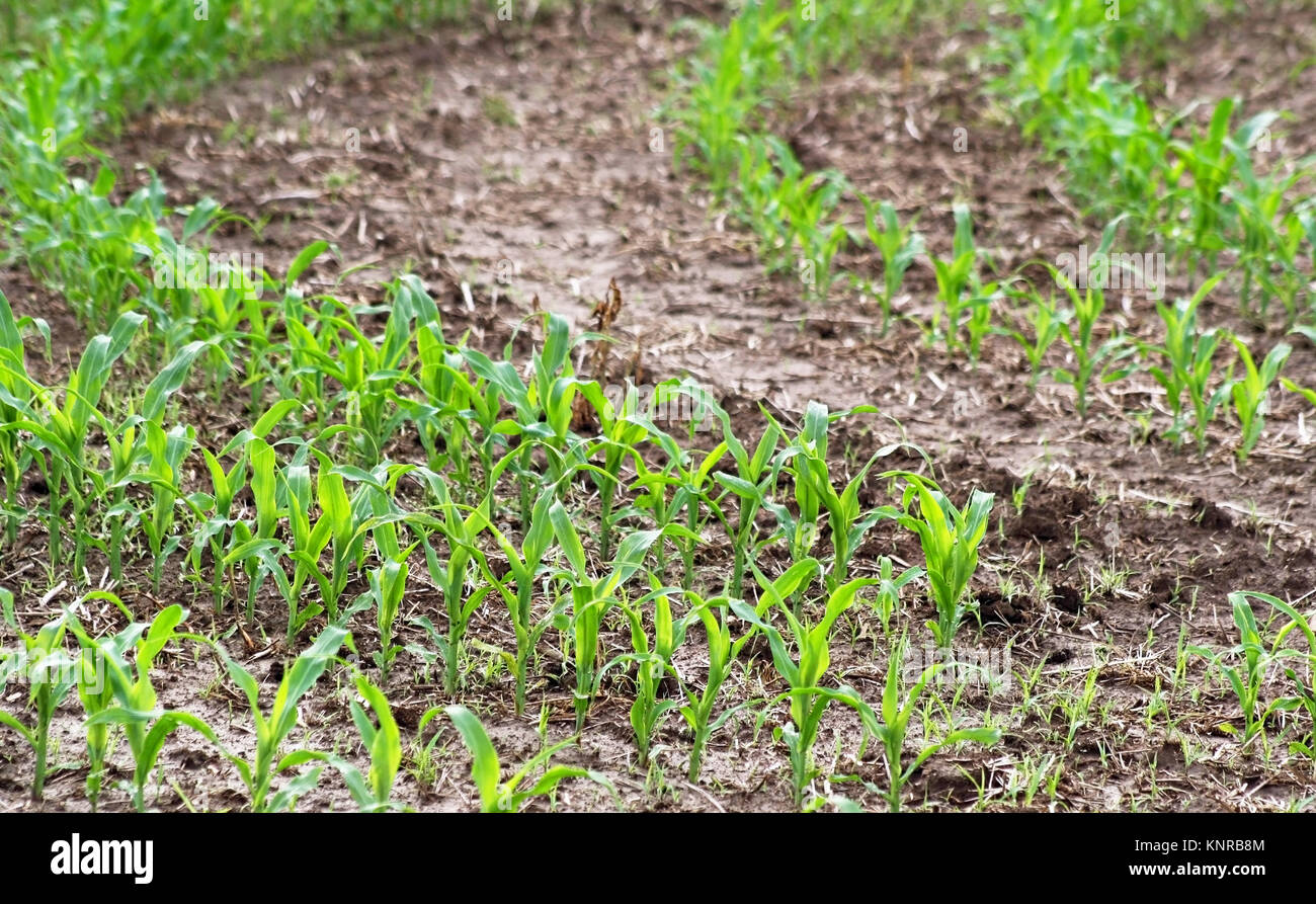 New Crops growing in rows in a Farmer's field Stock Photo - Alamy