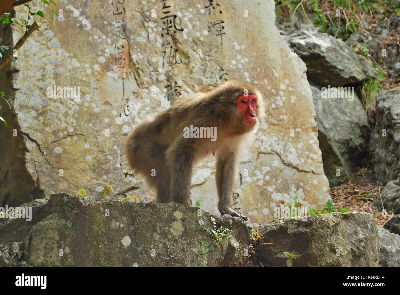 Red-faced, Japanese monkey winking. Suitable for concepts such as ...