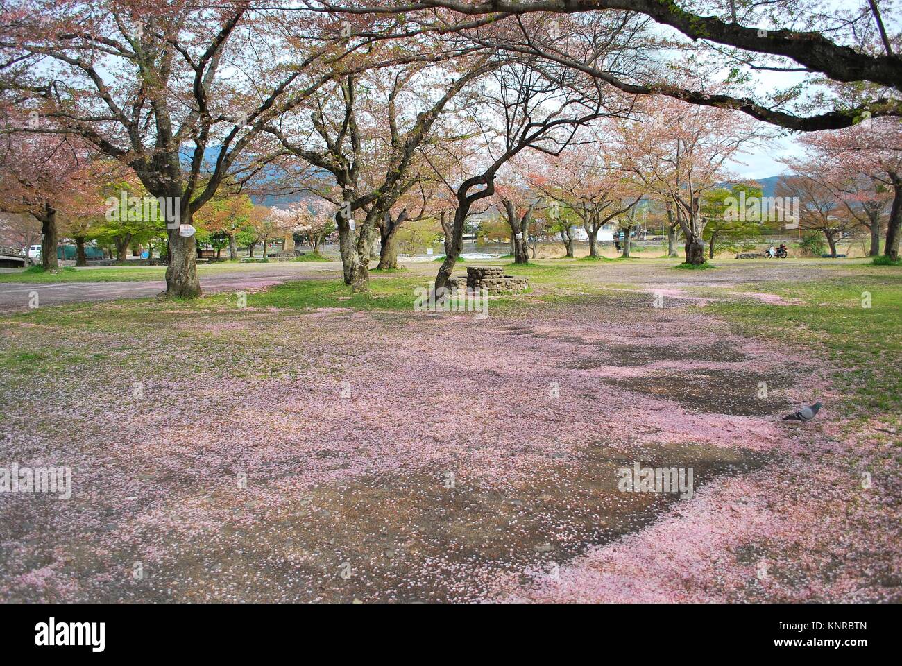 Withered Japanese cherry blossoms signaling the end of spring ...