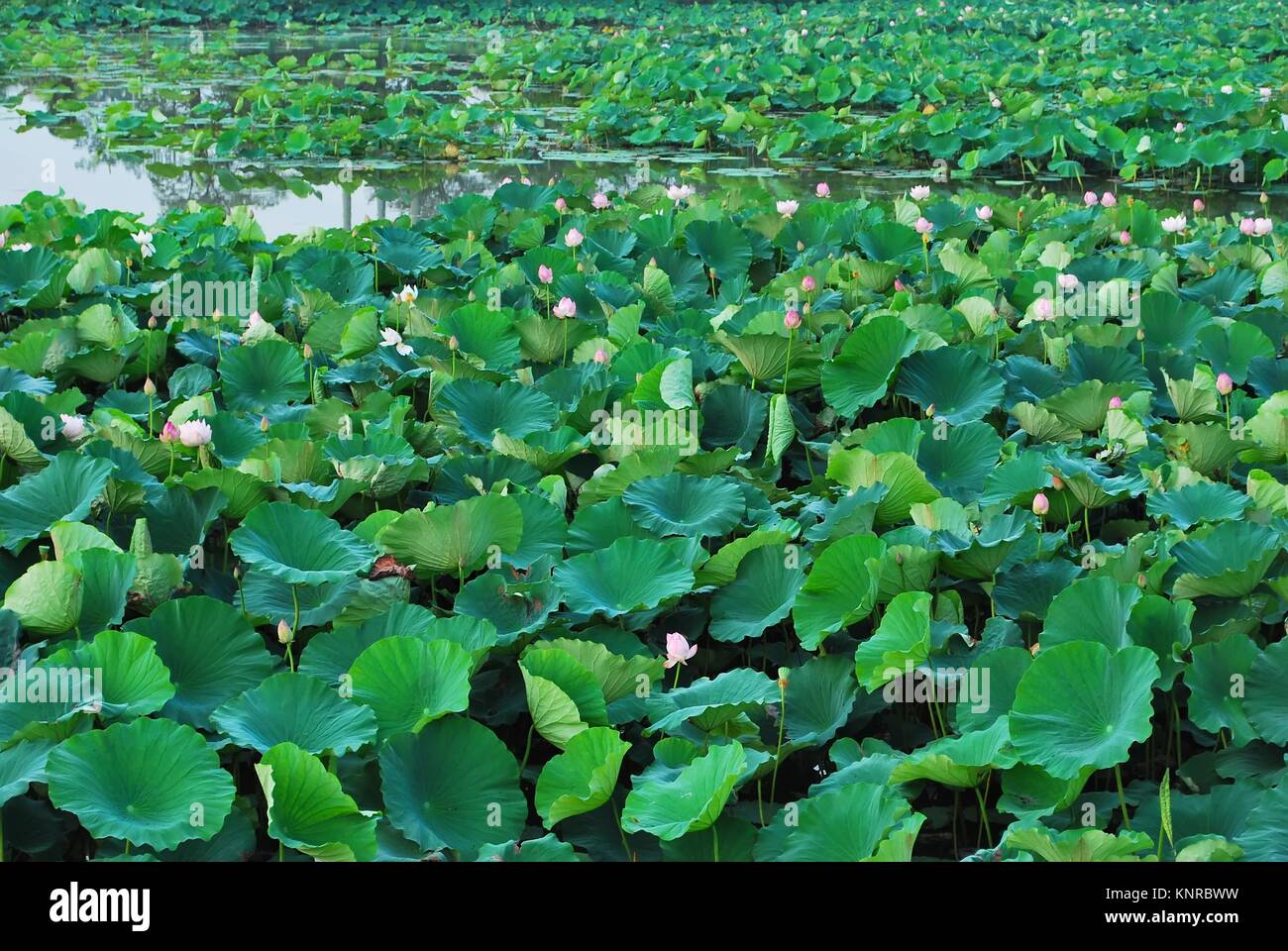 Lotus flowers in full bloom in a huge lotus pond, symbolizing religion ...