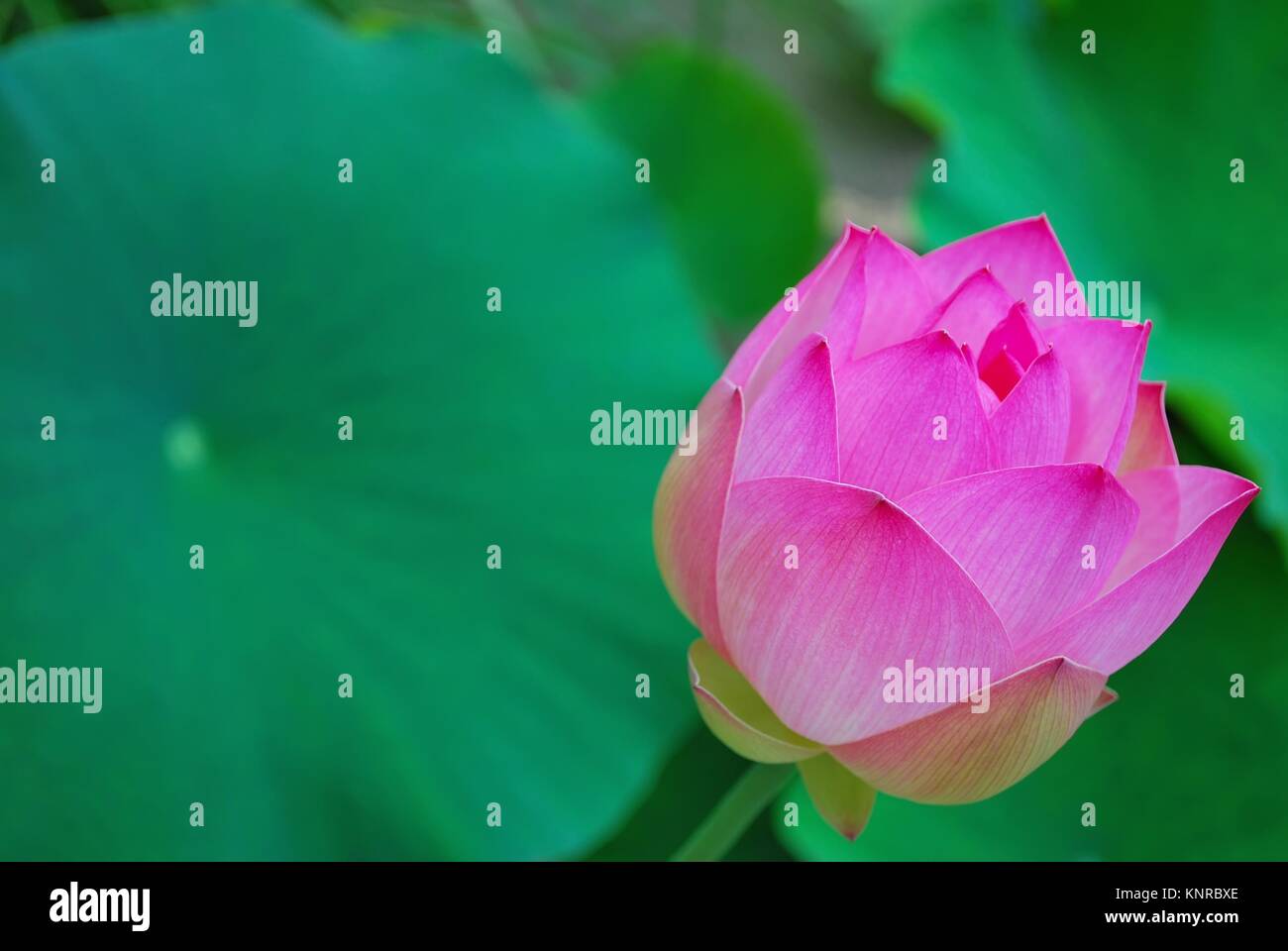 Lotus flower bud, symbolizing religion, buddhism, purity, serenity, zen ...