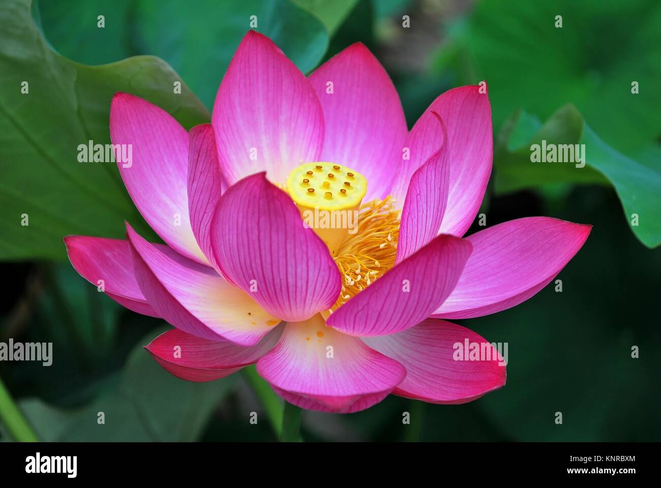 Lotus flower in full bloom, symbolizing religion, buddhism, purity ...