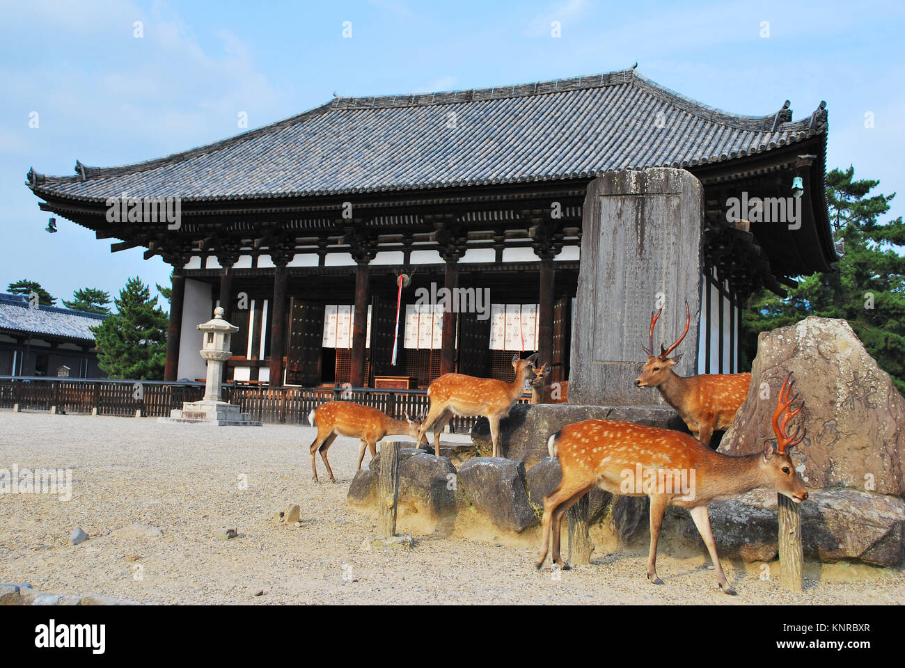 Religious animals hi-res stock photography and images - Alamy