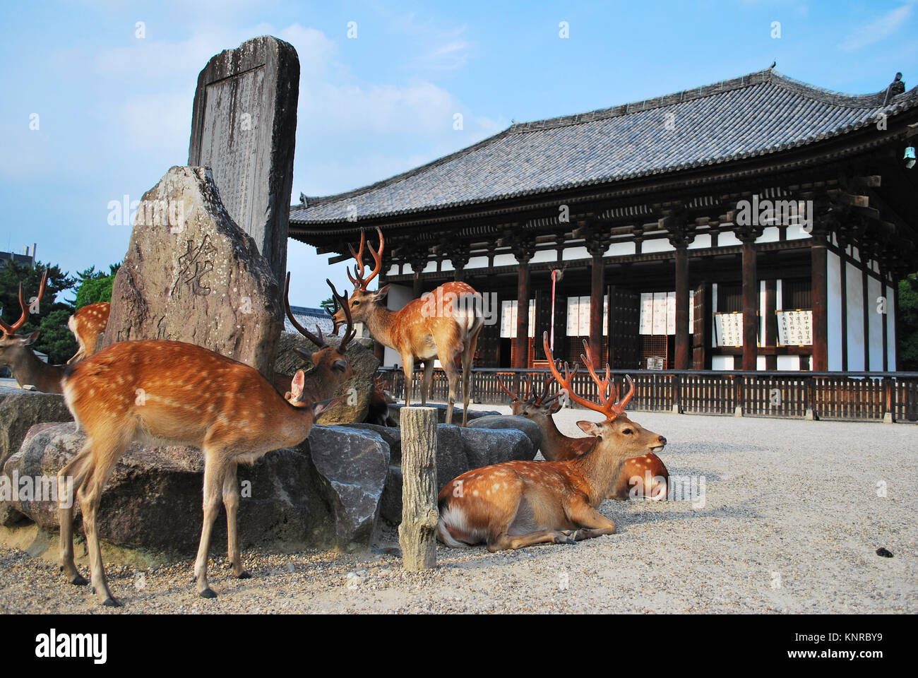 Deers, seen as holy and religious animals, gathering in front of a ...