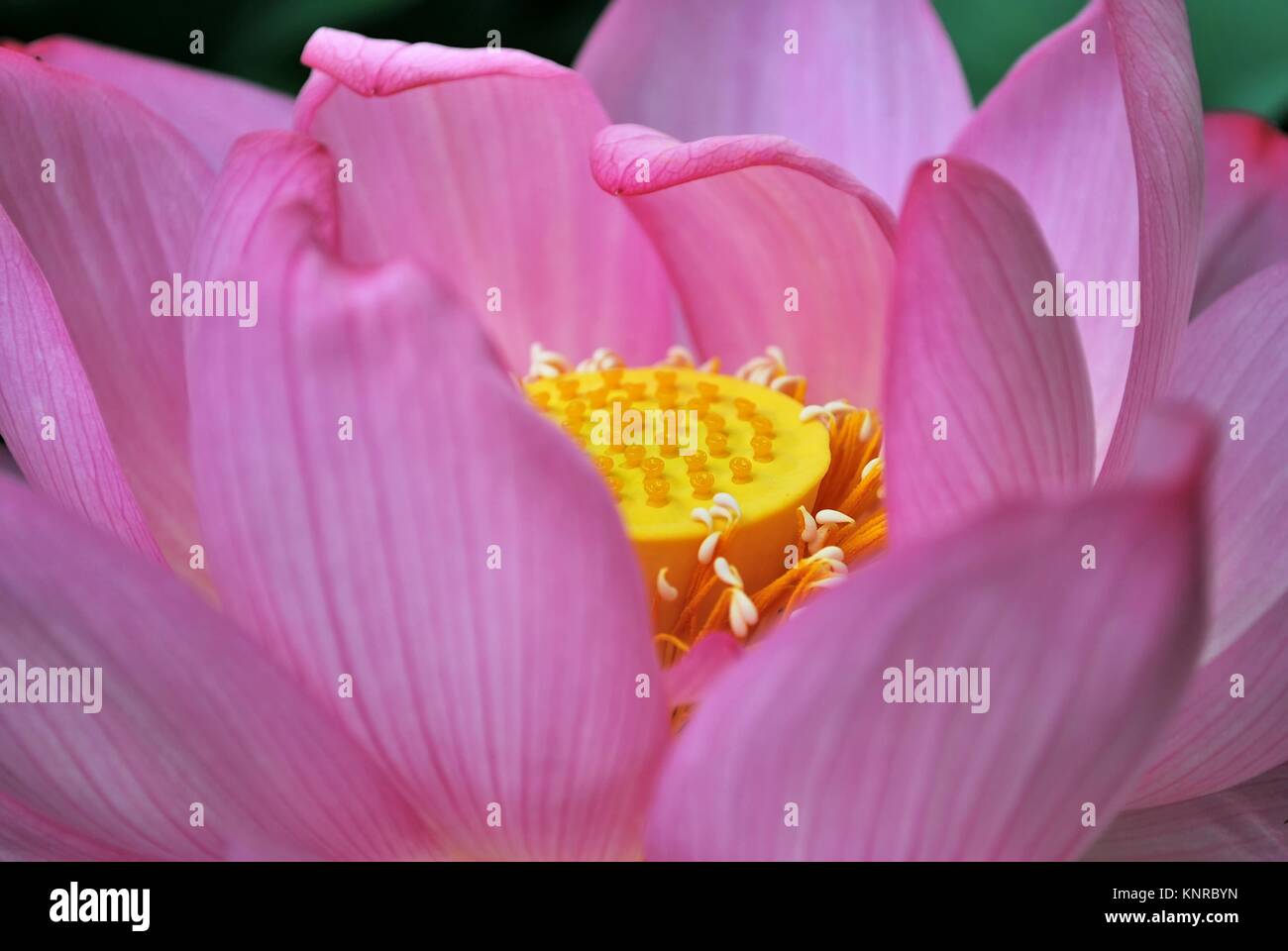 Lotus flower in full bloom, symbolizing religion, buddhism, purity ...