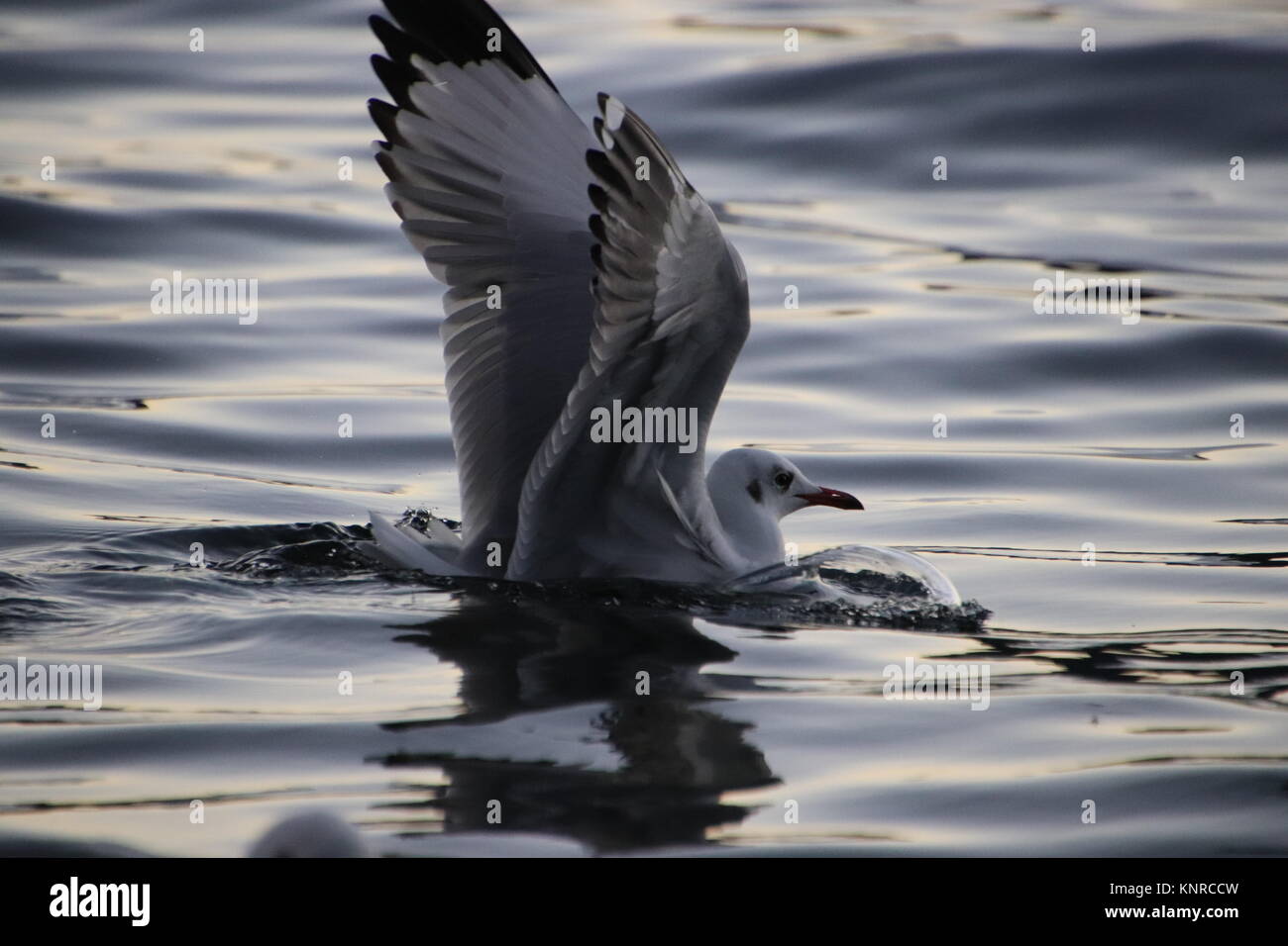 Not flying hi-res stock photography and images - Alamy