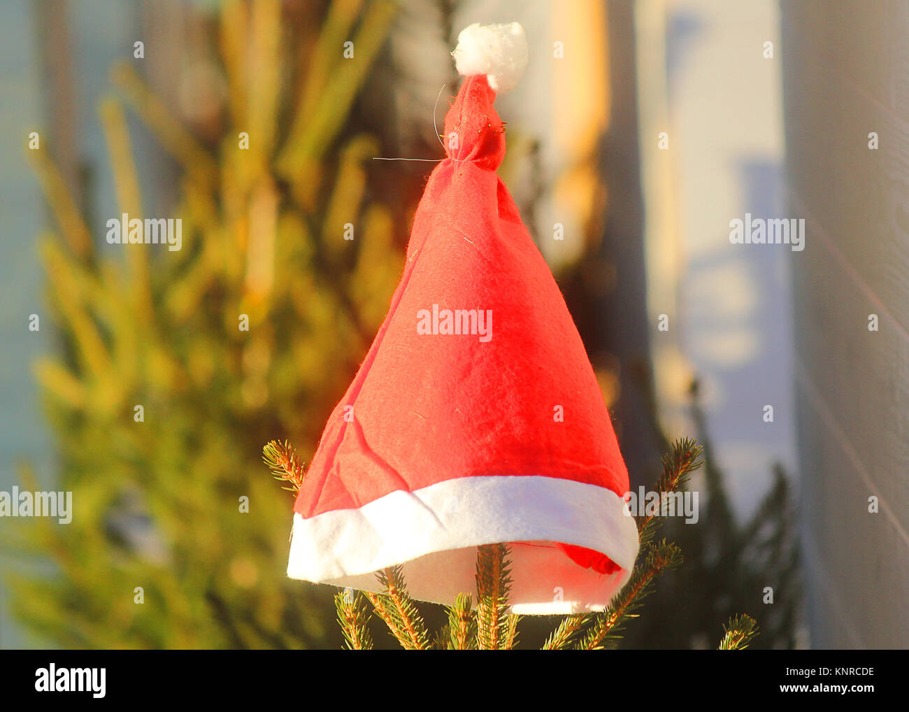 a Santa Claus hat on a pine tree Stock Photo - Alamy