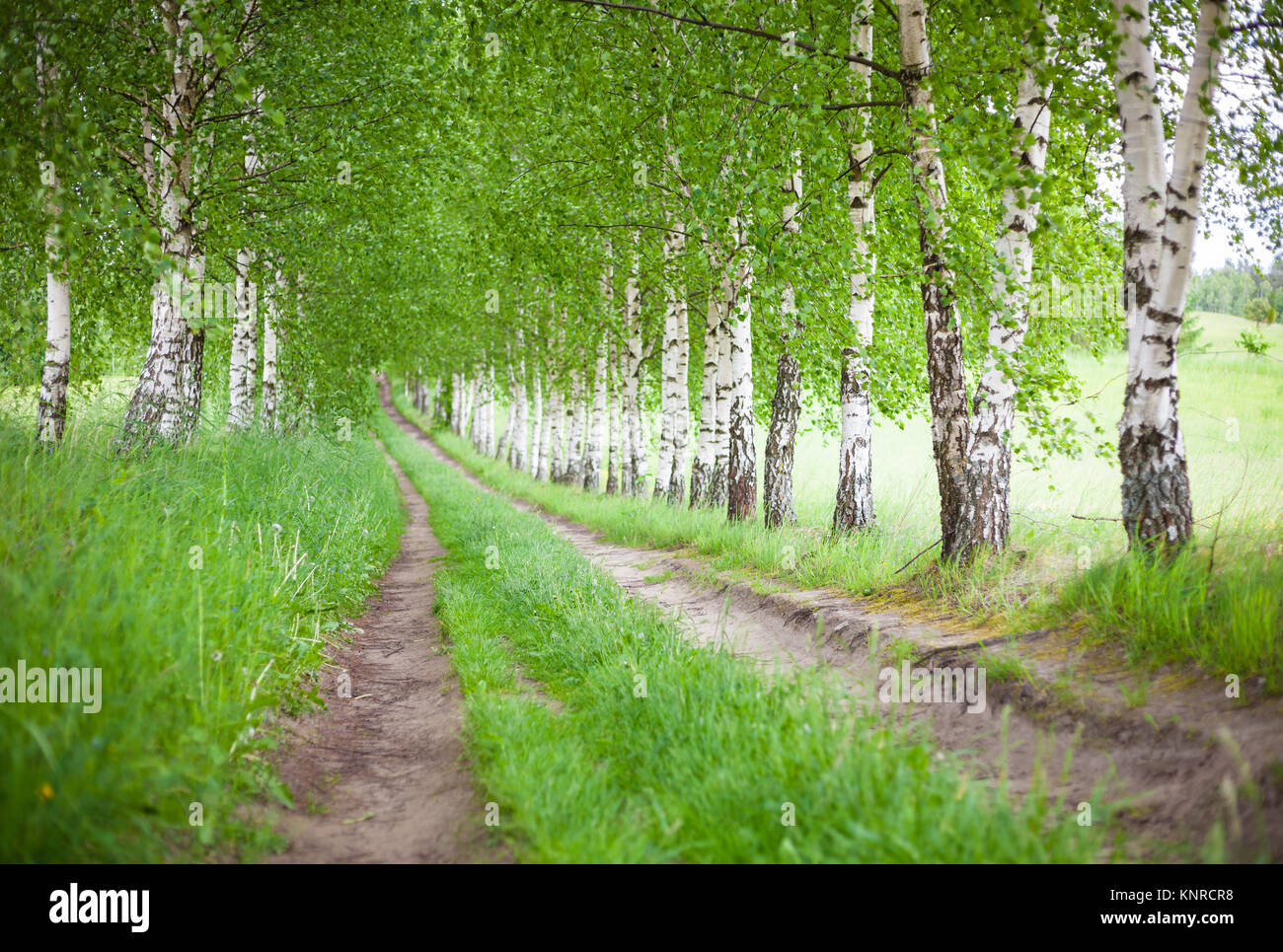 Environment greenery hi-res stock photography and images - Alamy