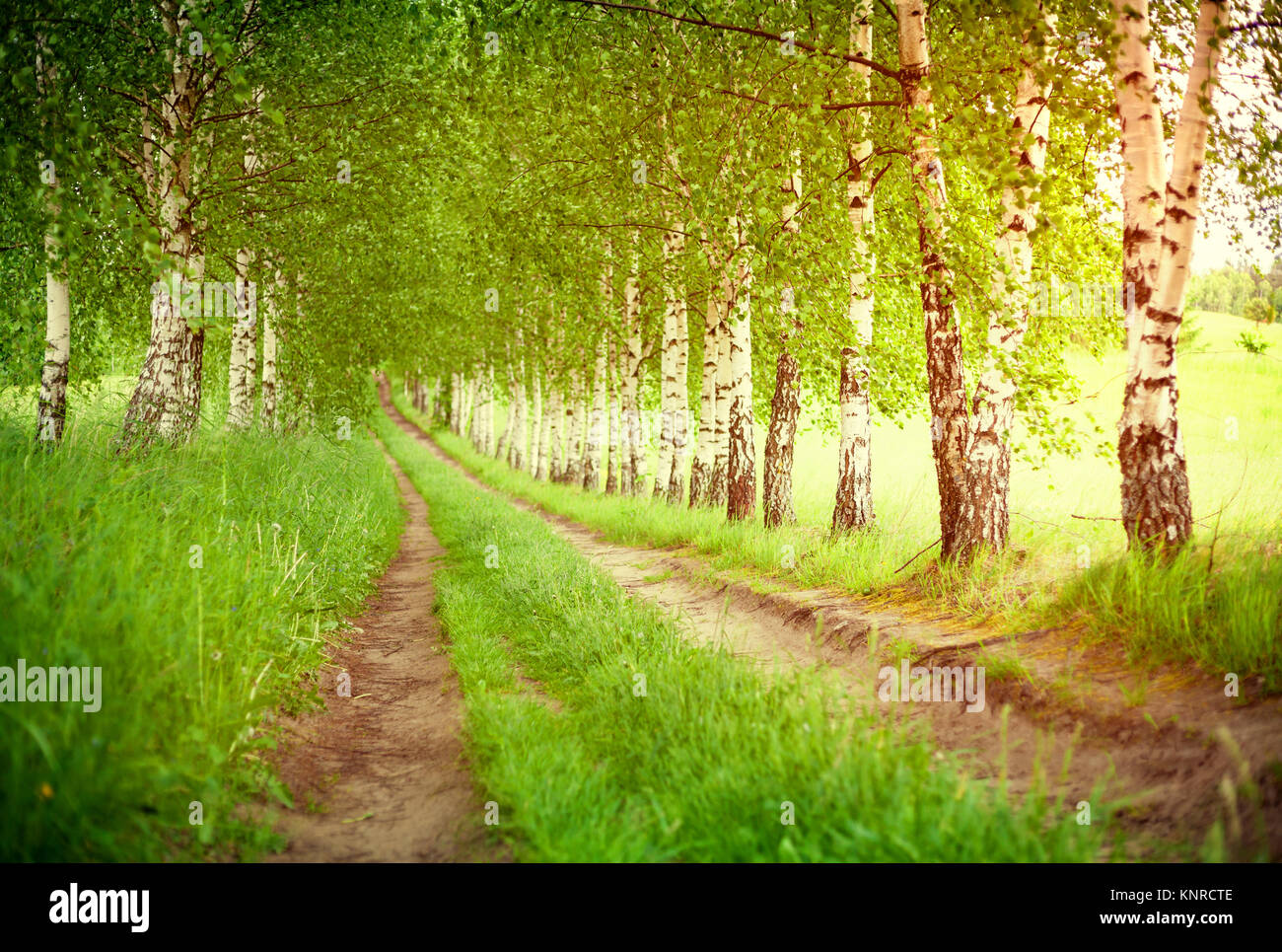 White birch tree sunrise hi-res stock photography and images - Alamy